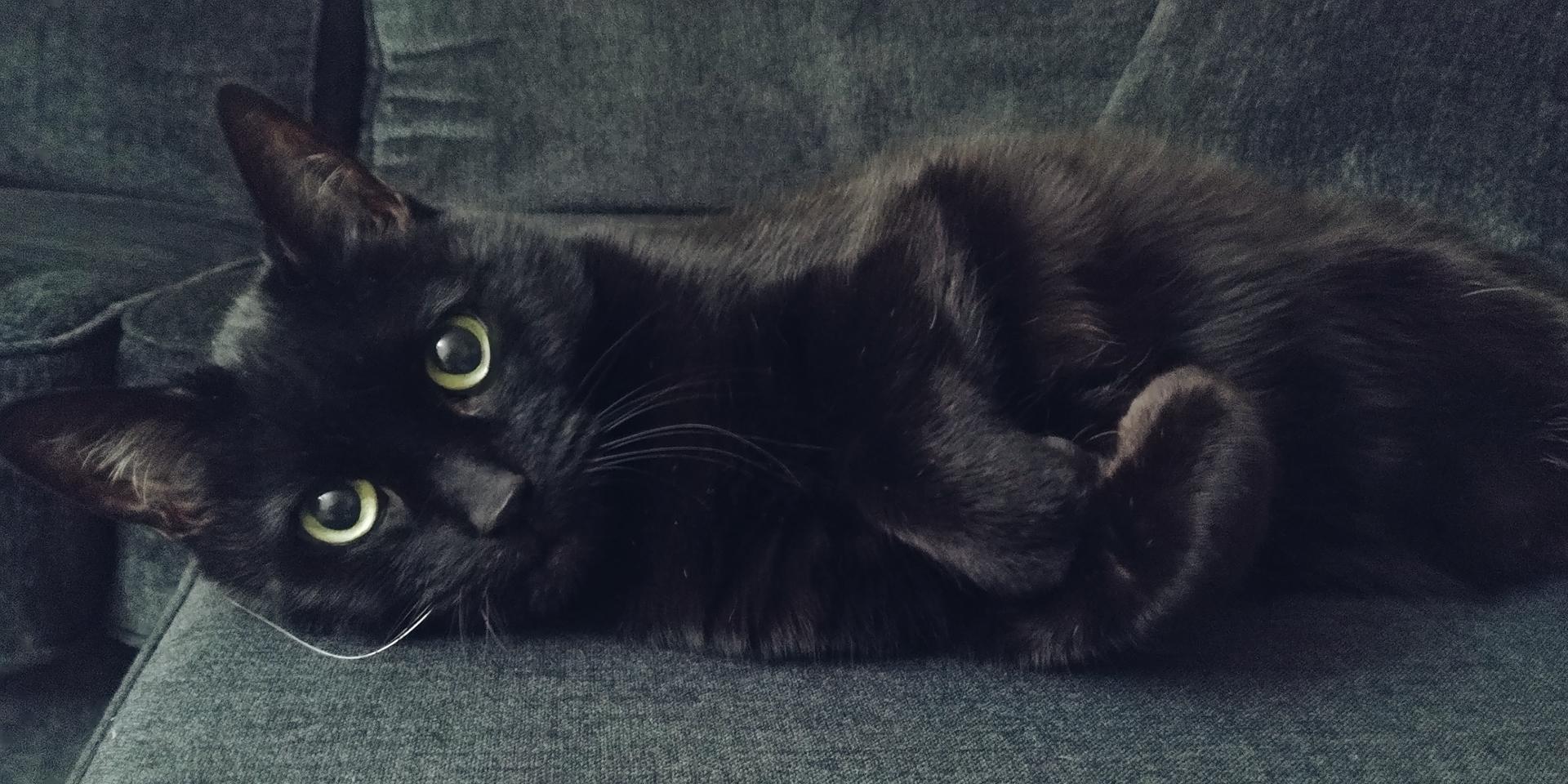 Happy Birthday to my cuddle bug of 16 years. | Scrolller