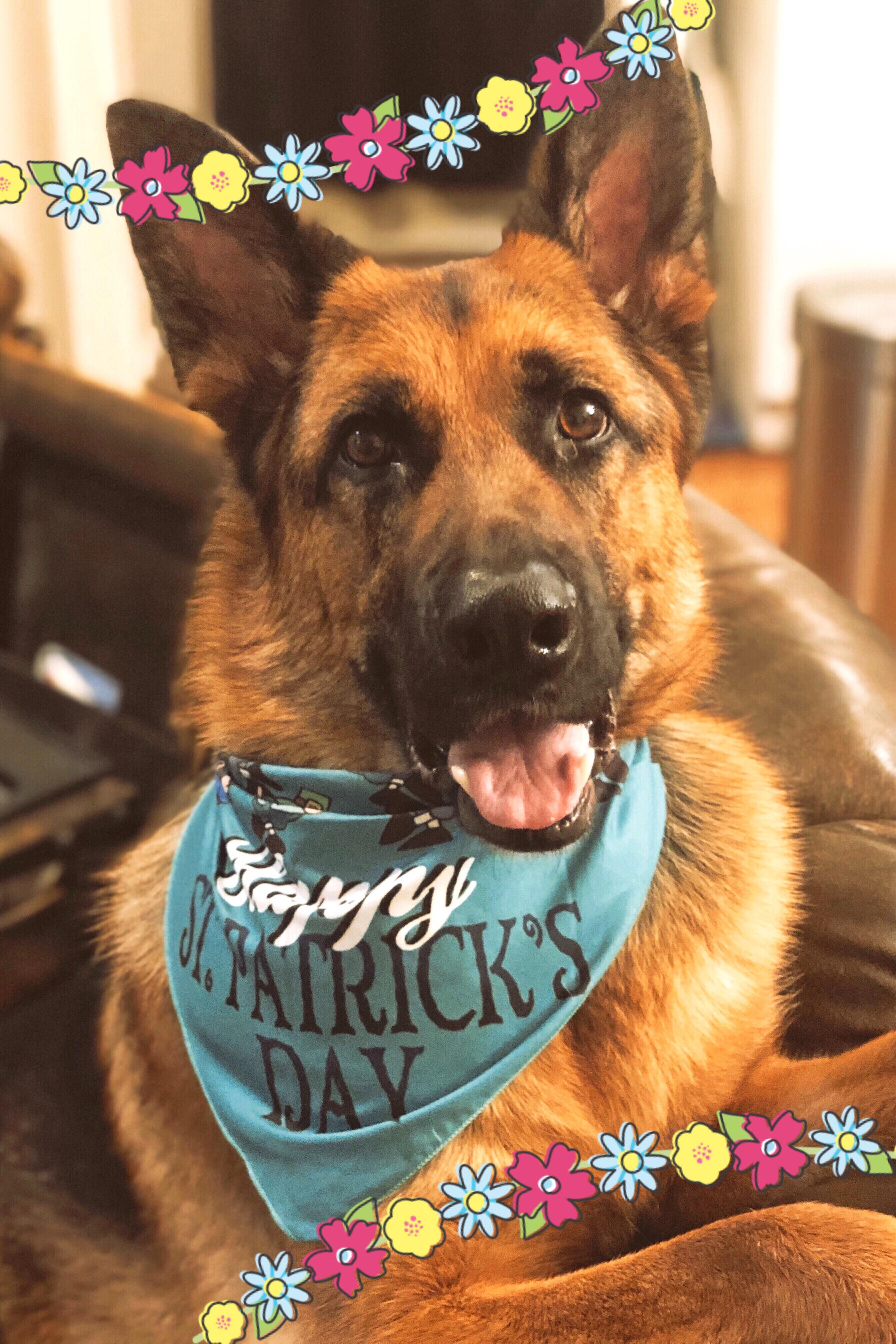 Happy Doge from St Patty’s | Scrolller