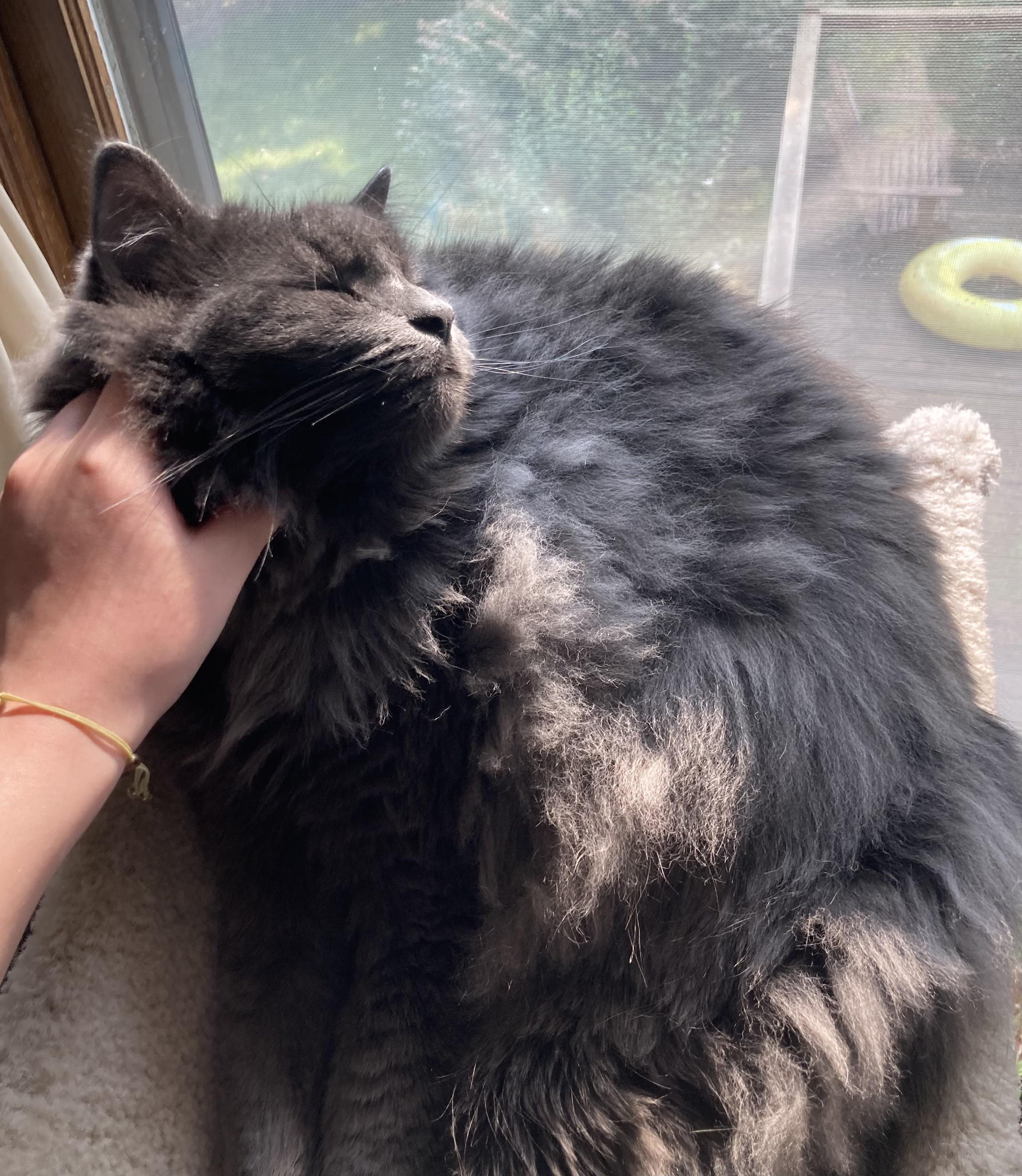 Happy Floof | Scrolller