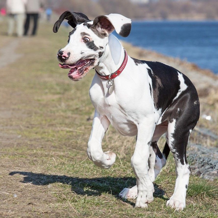 Happy Great Dane puppy! | Scrolller