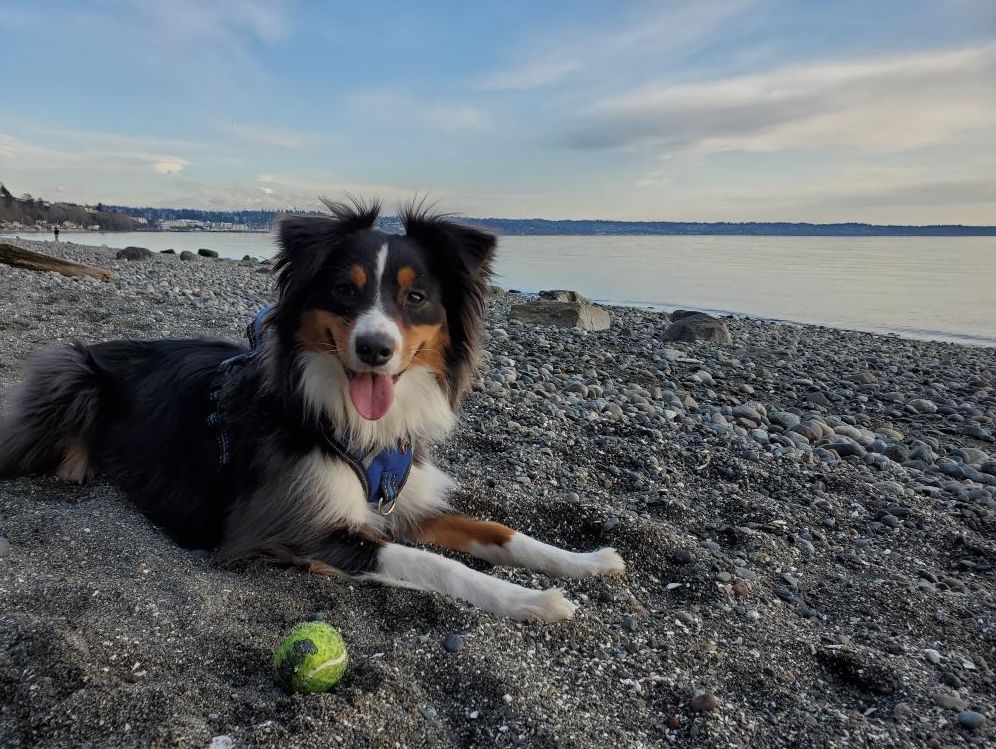 Happy guy at the beach with his ball | Scrolller