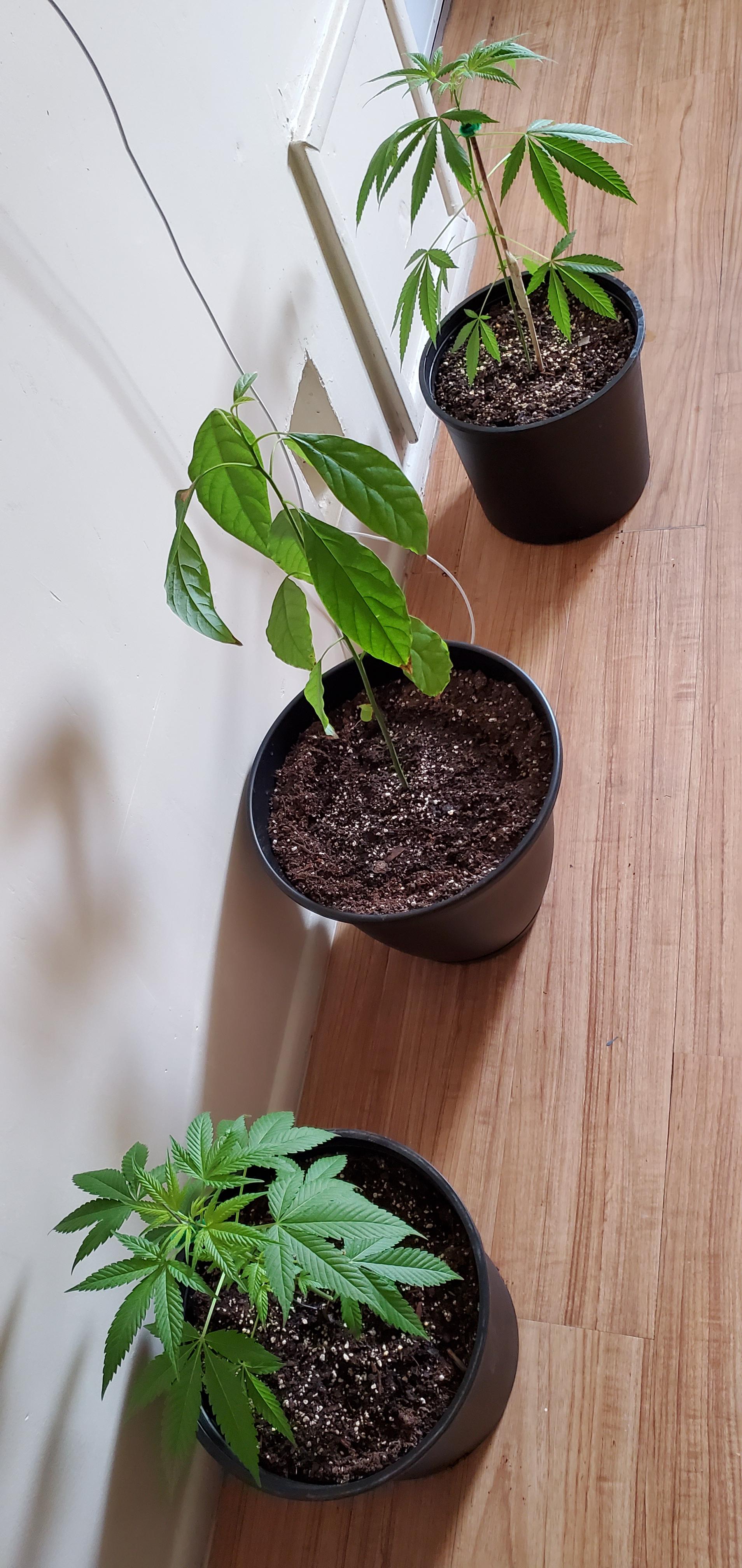 Happy Little Trees Update | Scrolller