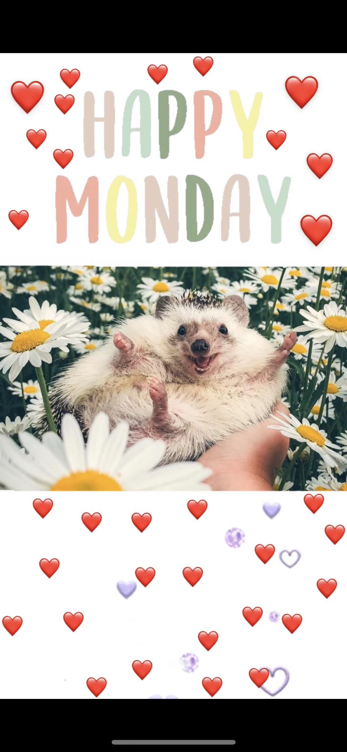 Happy Monday! | Scrolller