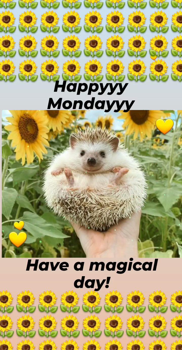 Happy Monday! | Scrolller