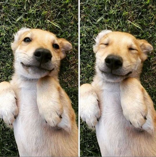 Happy nappy sleepy puppy. | Scrolller