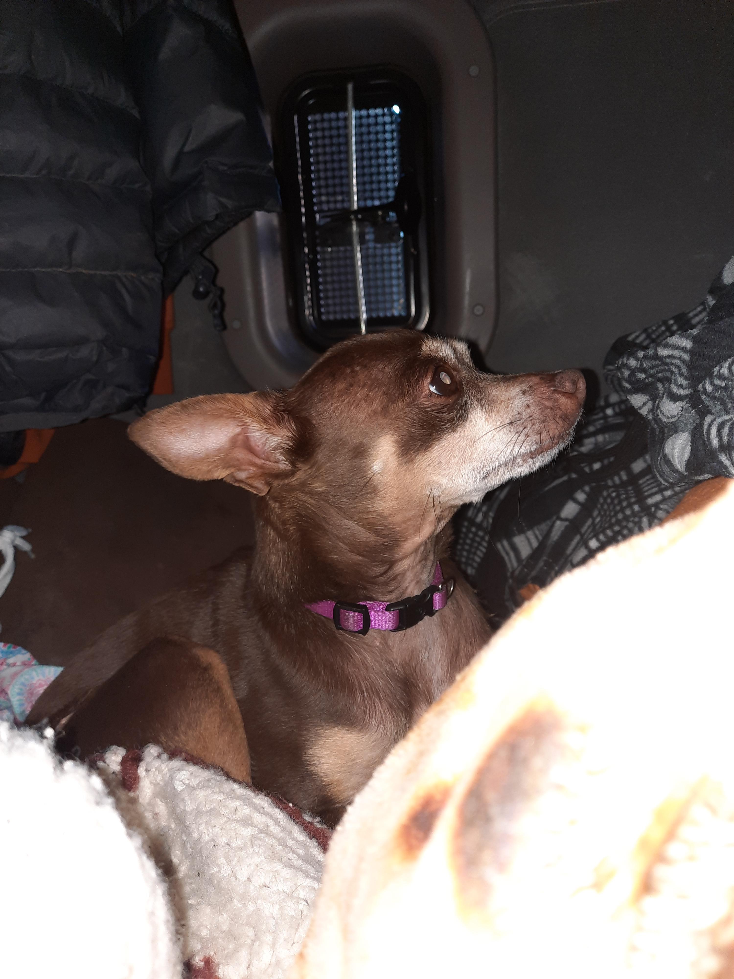 Happy national dog day | Scrolller