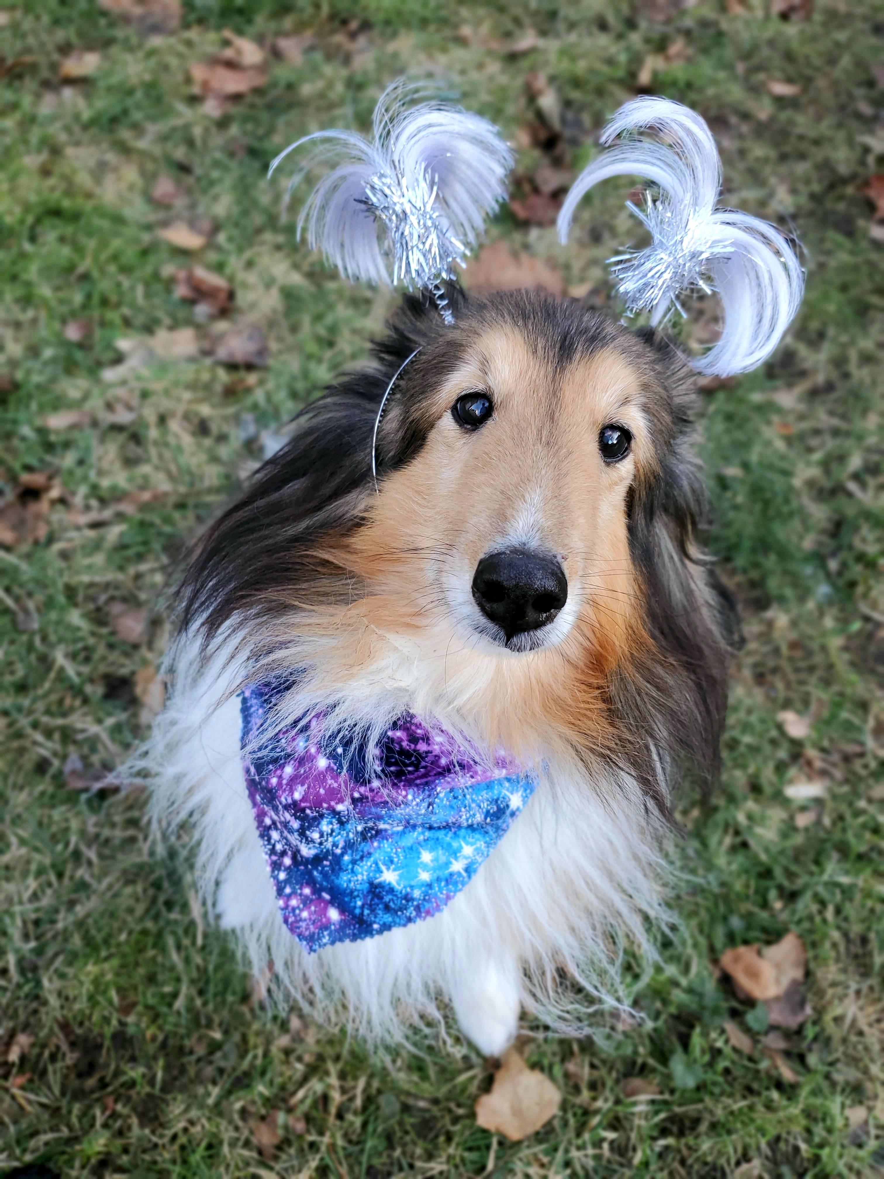 Happy new year from Samson! | Scrolller