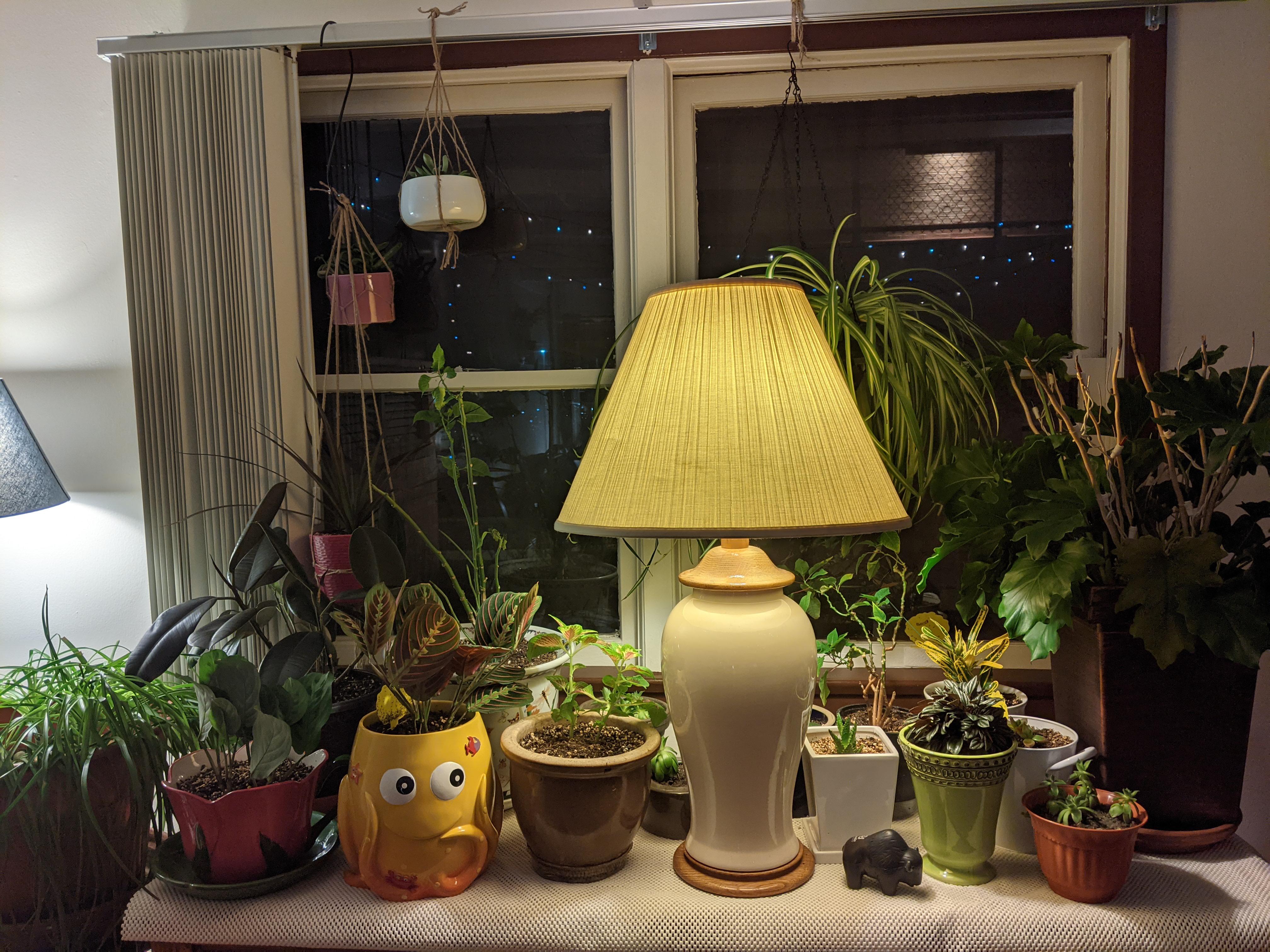 Happy plants = Happy me 🥰 | Scrolller