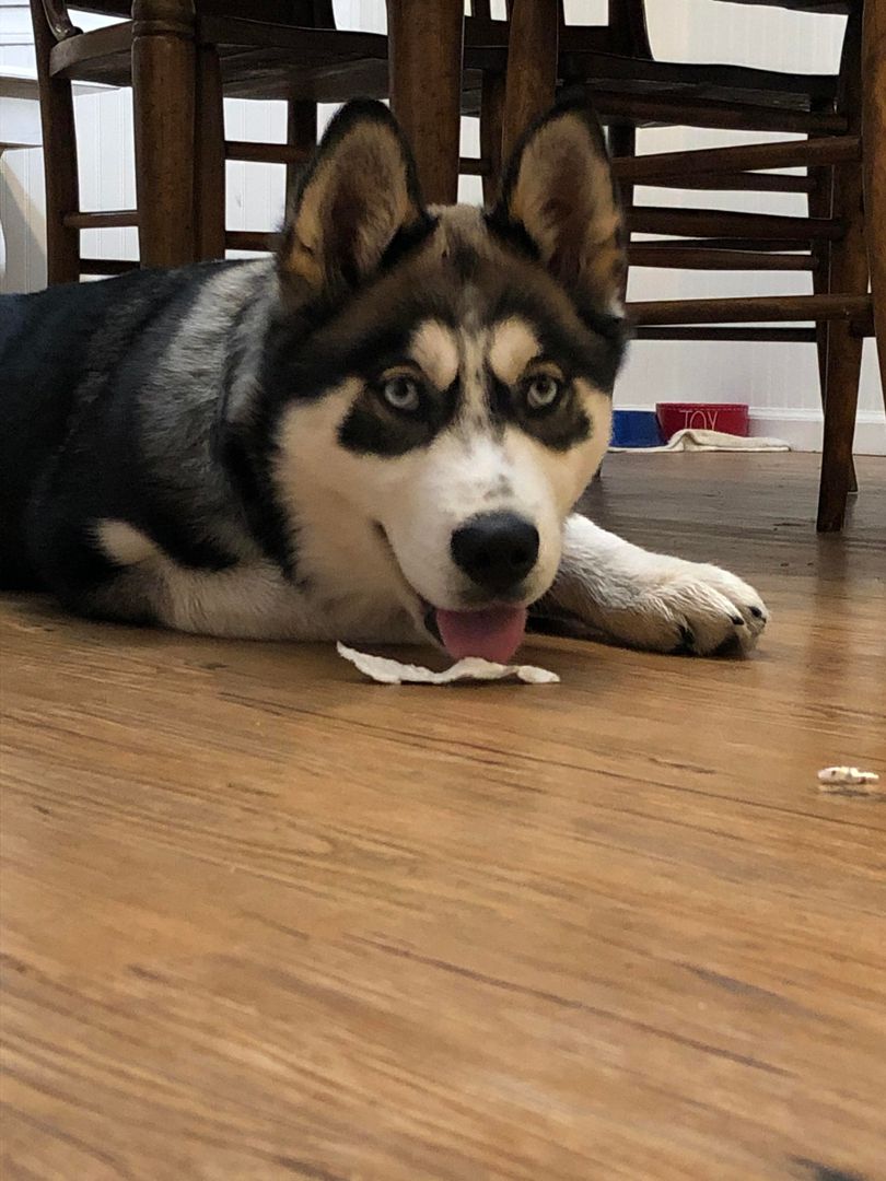 Happy pupper, loves to eat paper | Scrolller