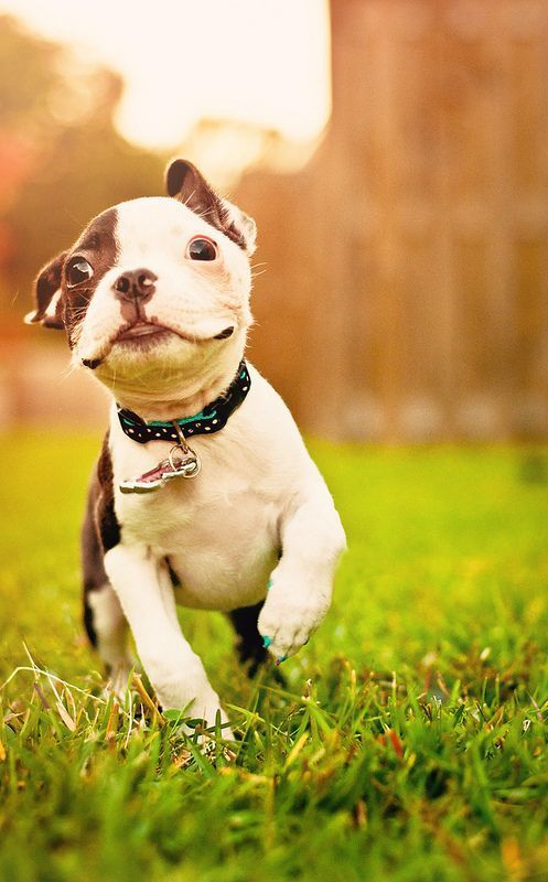 Happy puppy! | Scrolller