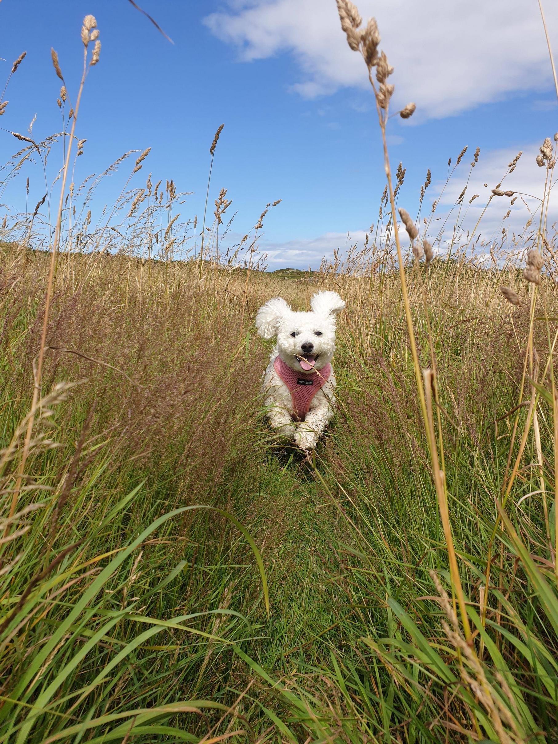 Happy run through the fields! | Scrolller