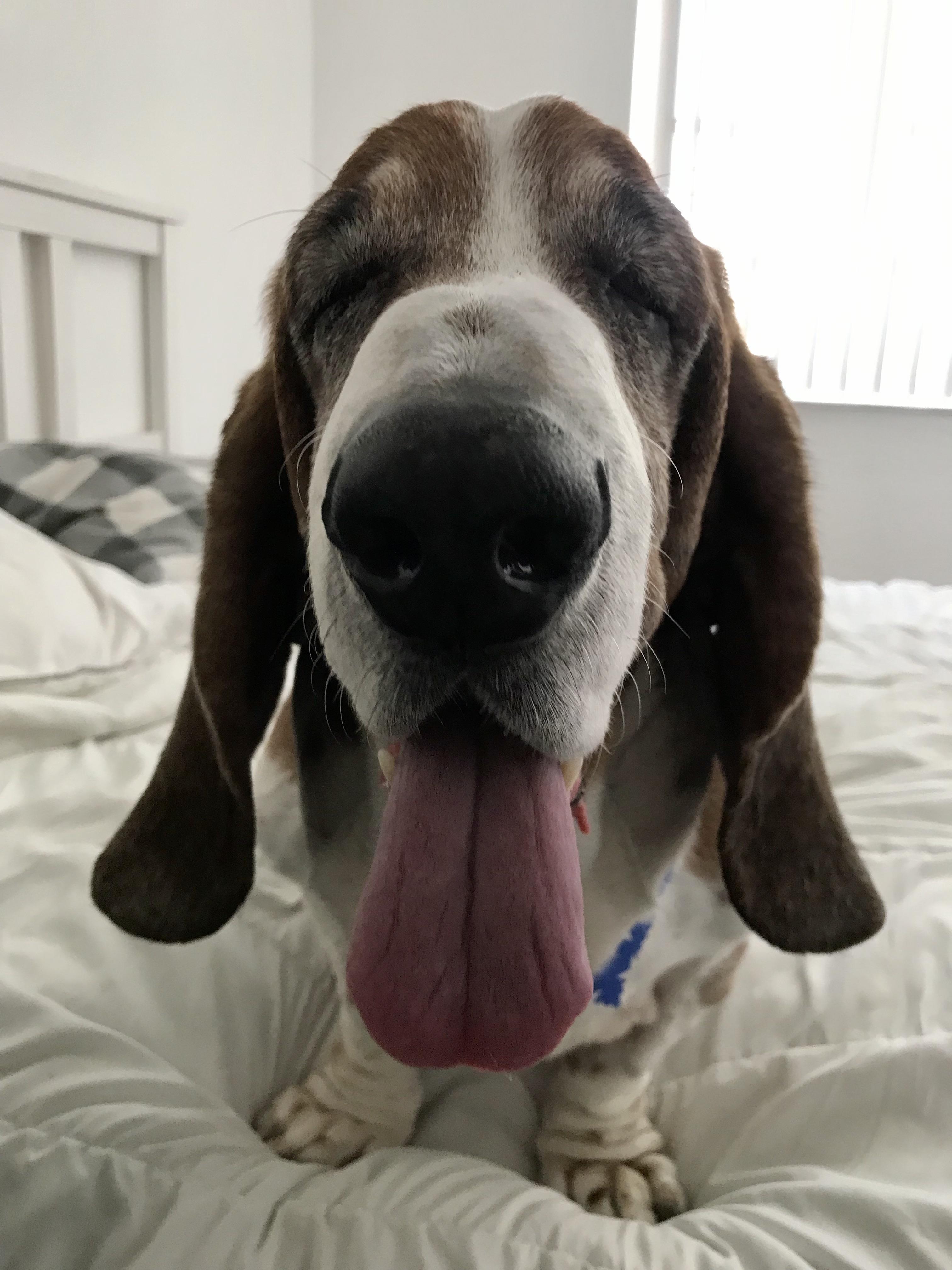 Happy Saturday from Dexter in Miami (12 year old senior hound) | Scrolller