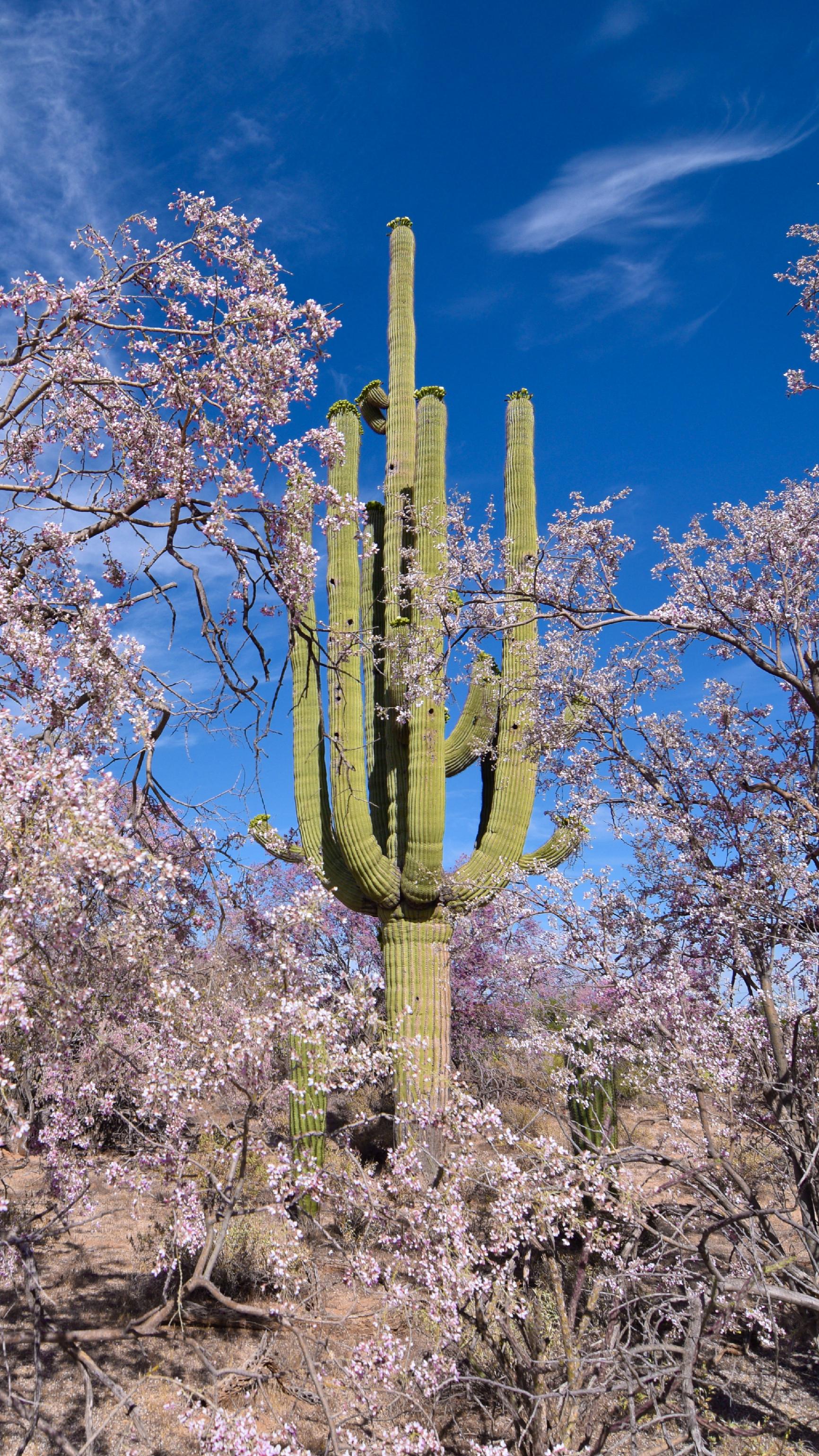 Happy Spring from Tucson, Arizona | Scrolller