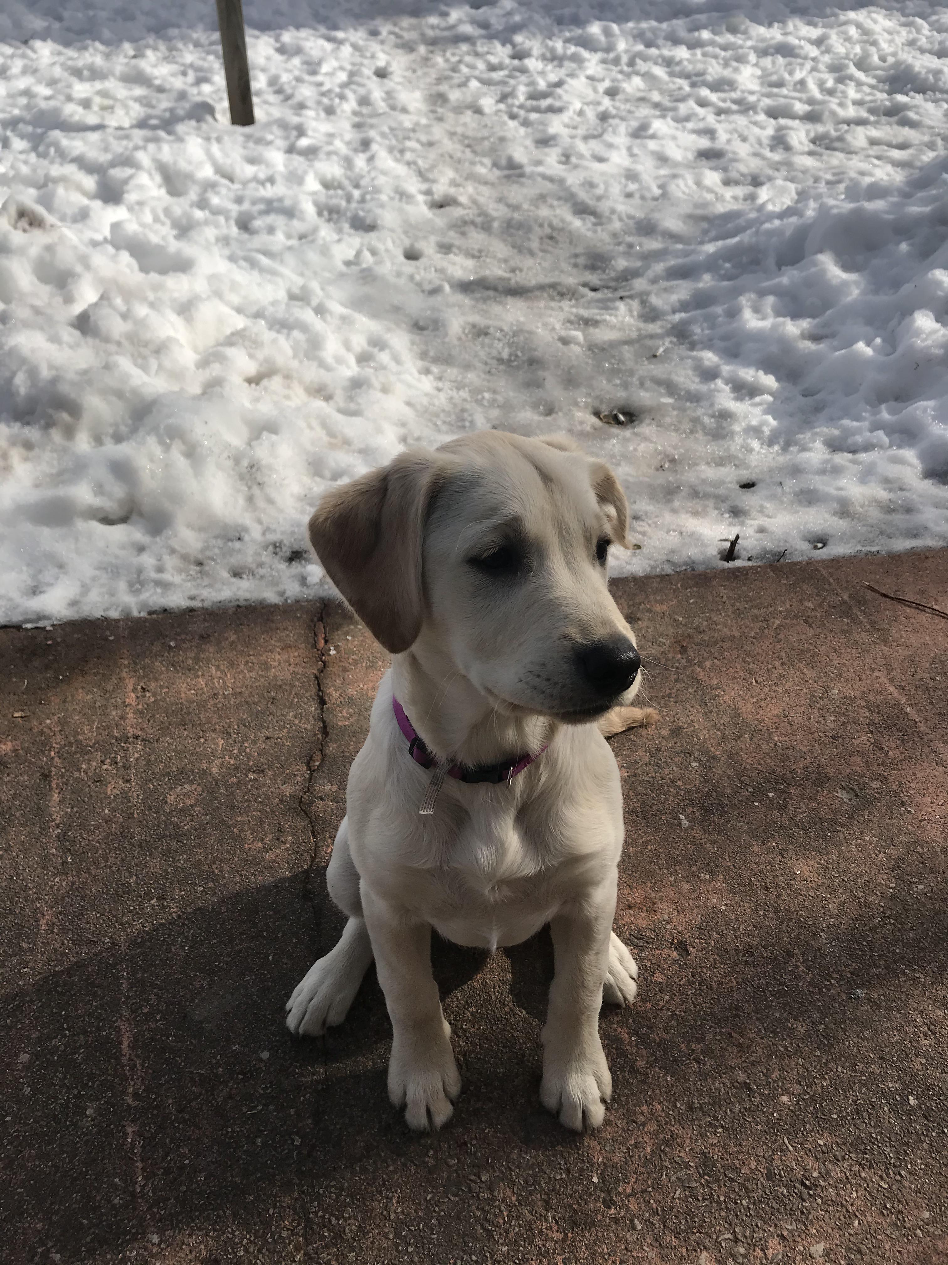 Happy to join the community! Meet Lucy, Our new Pup! 13 weeks. | Scrolller