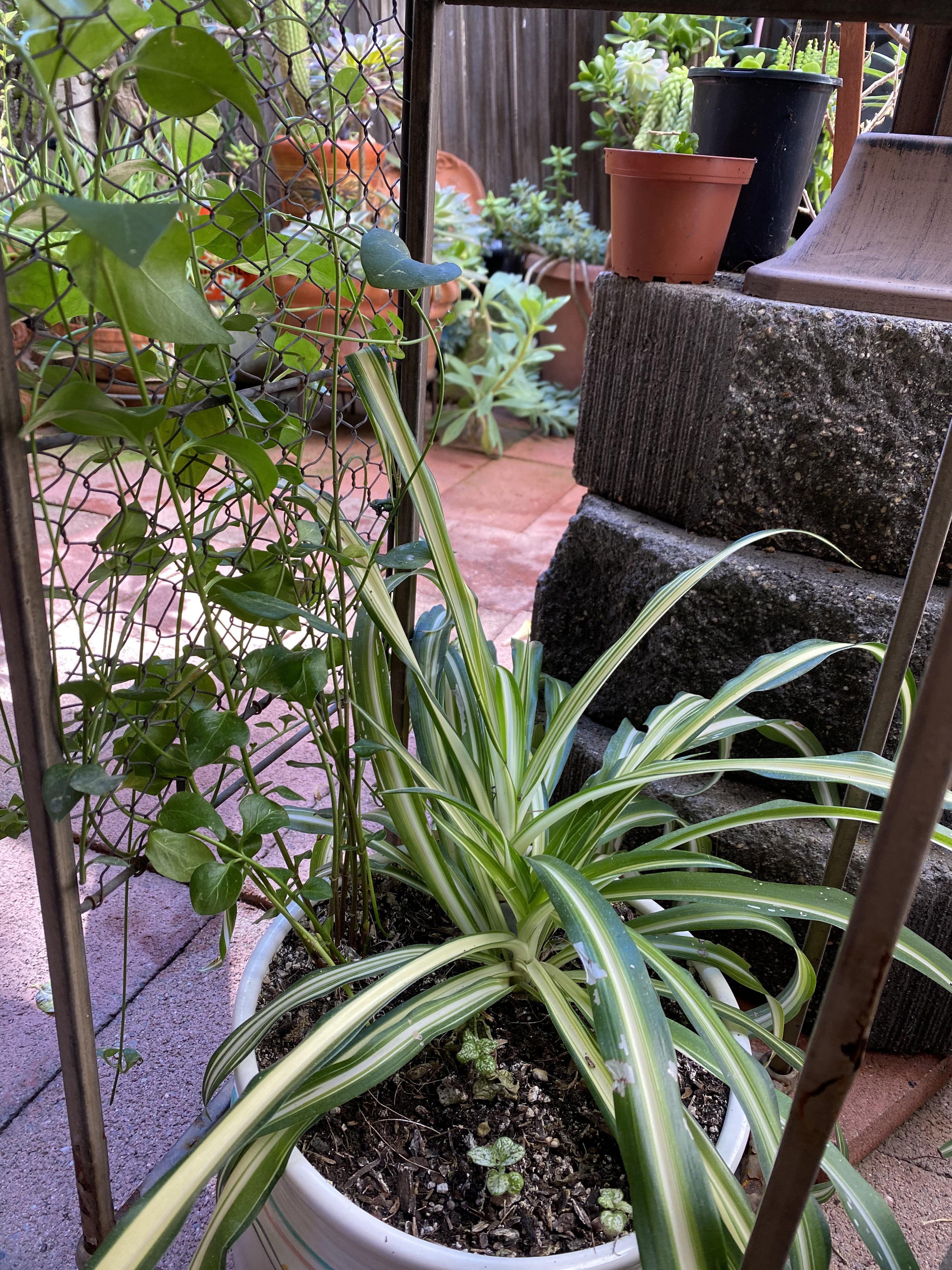 Happy with my spider plant jasmine wombo combo is taking off! | Scrolller