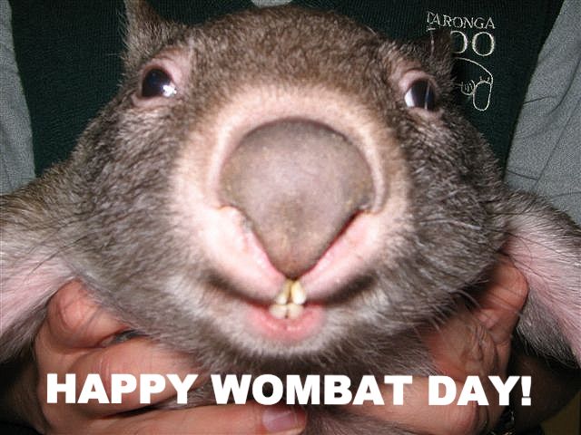 Happy Wombat Day! | Scrolller
