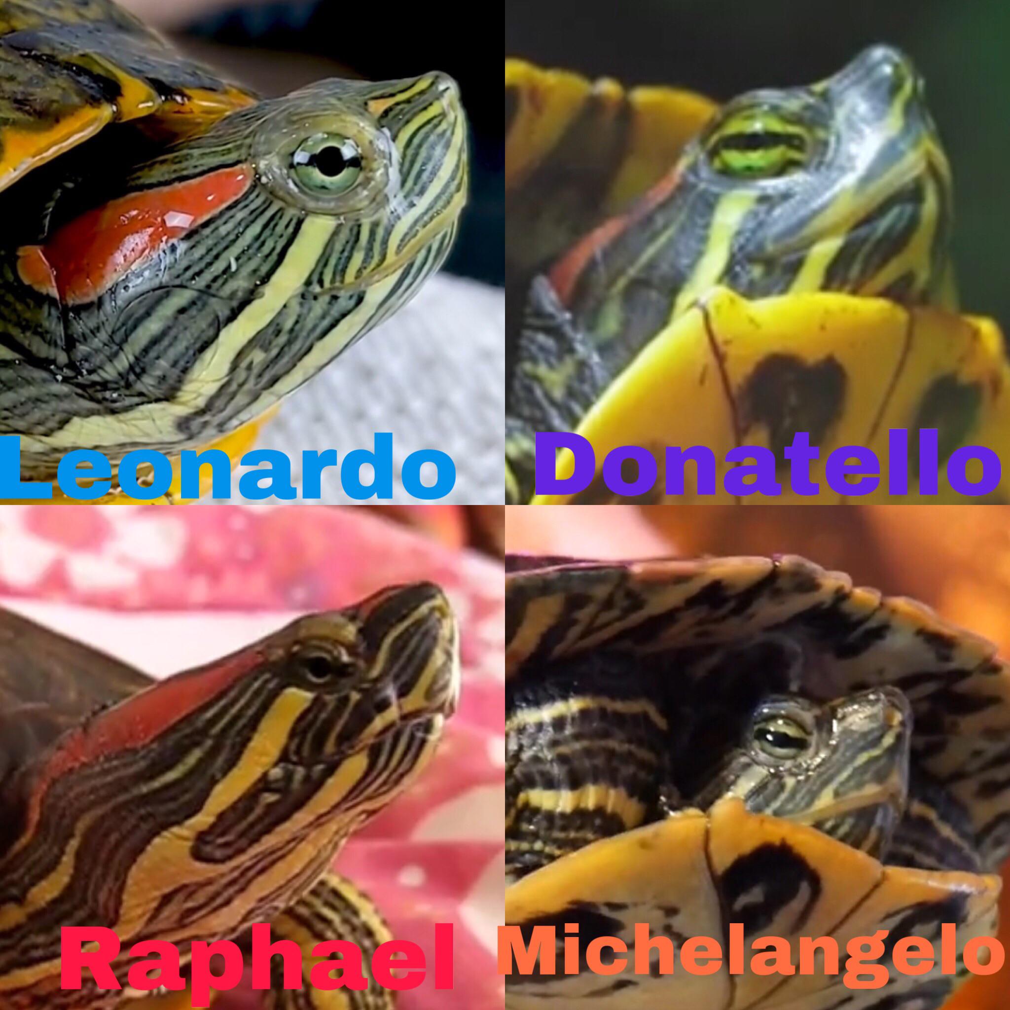Happy World Turtle Day from the OG Ninja Turtles in Real Life | Scrolller