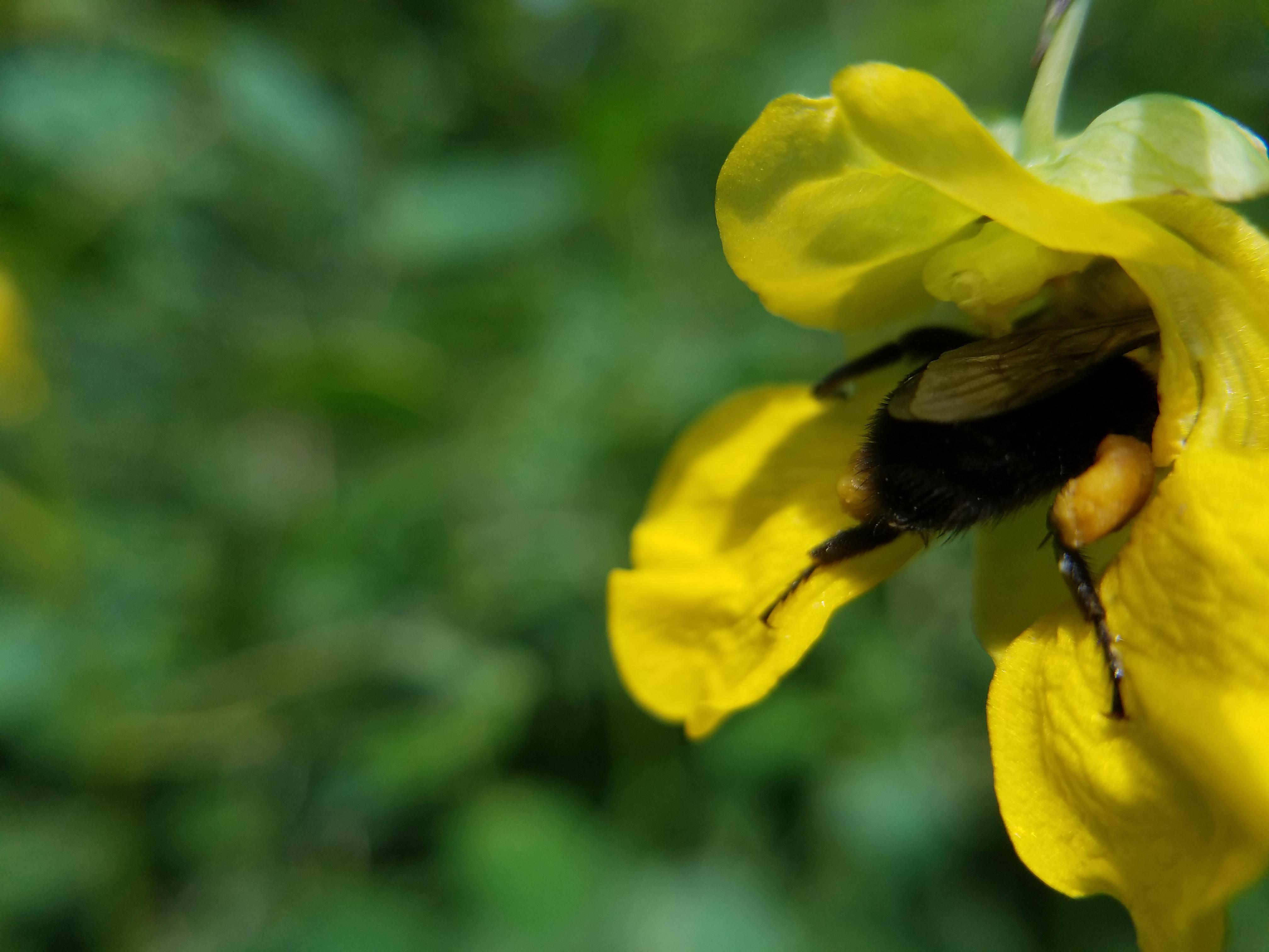 Hard Working Bee Butt | Scrolller