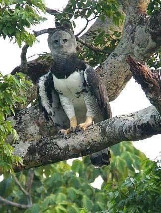 Harpy Eagles are among the world's largest and most powerful eagles. Their rear talons are about ...