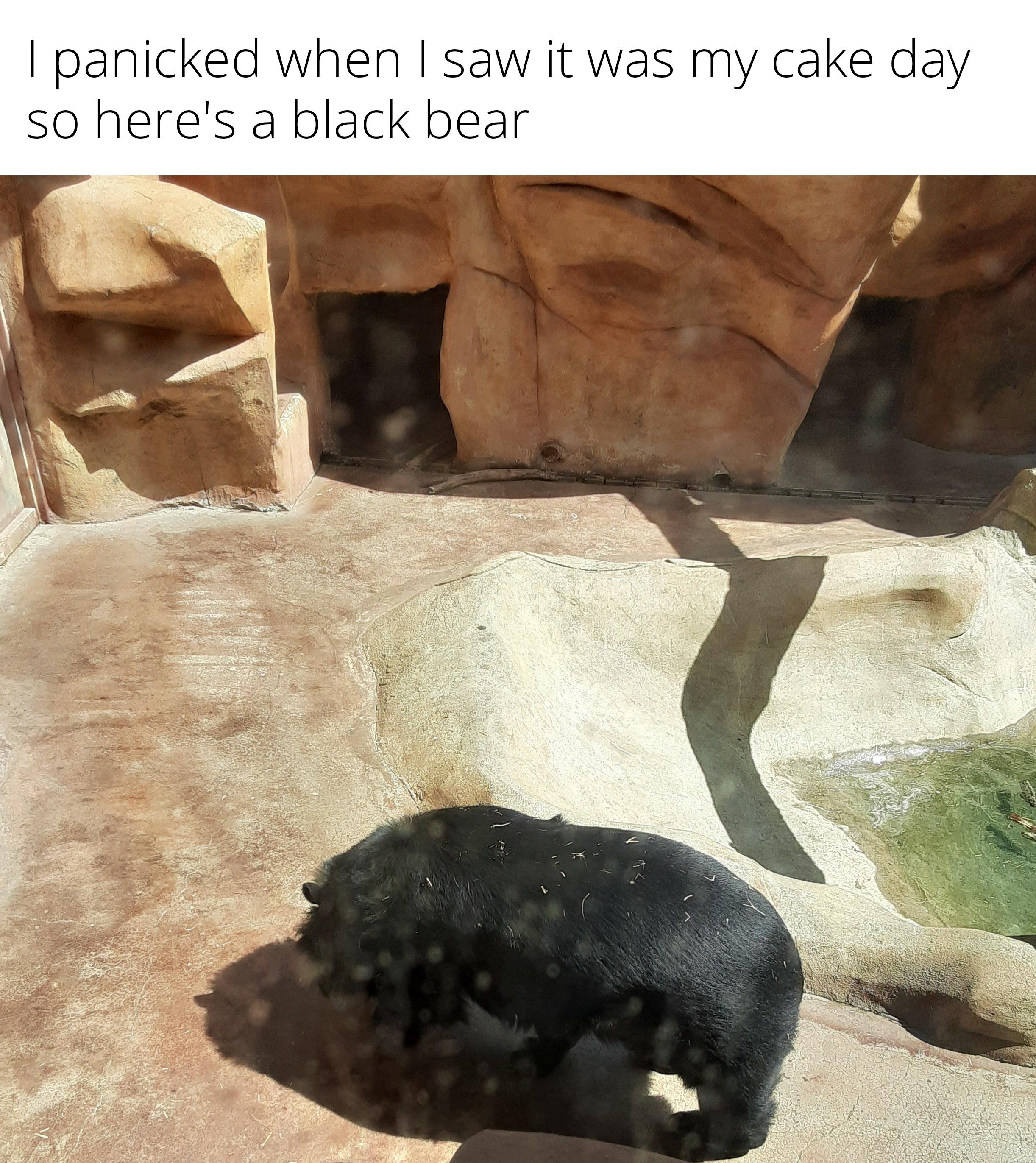 Have a black bear | Scrolller