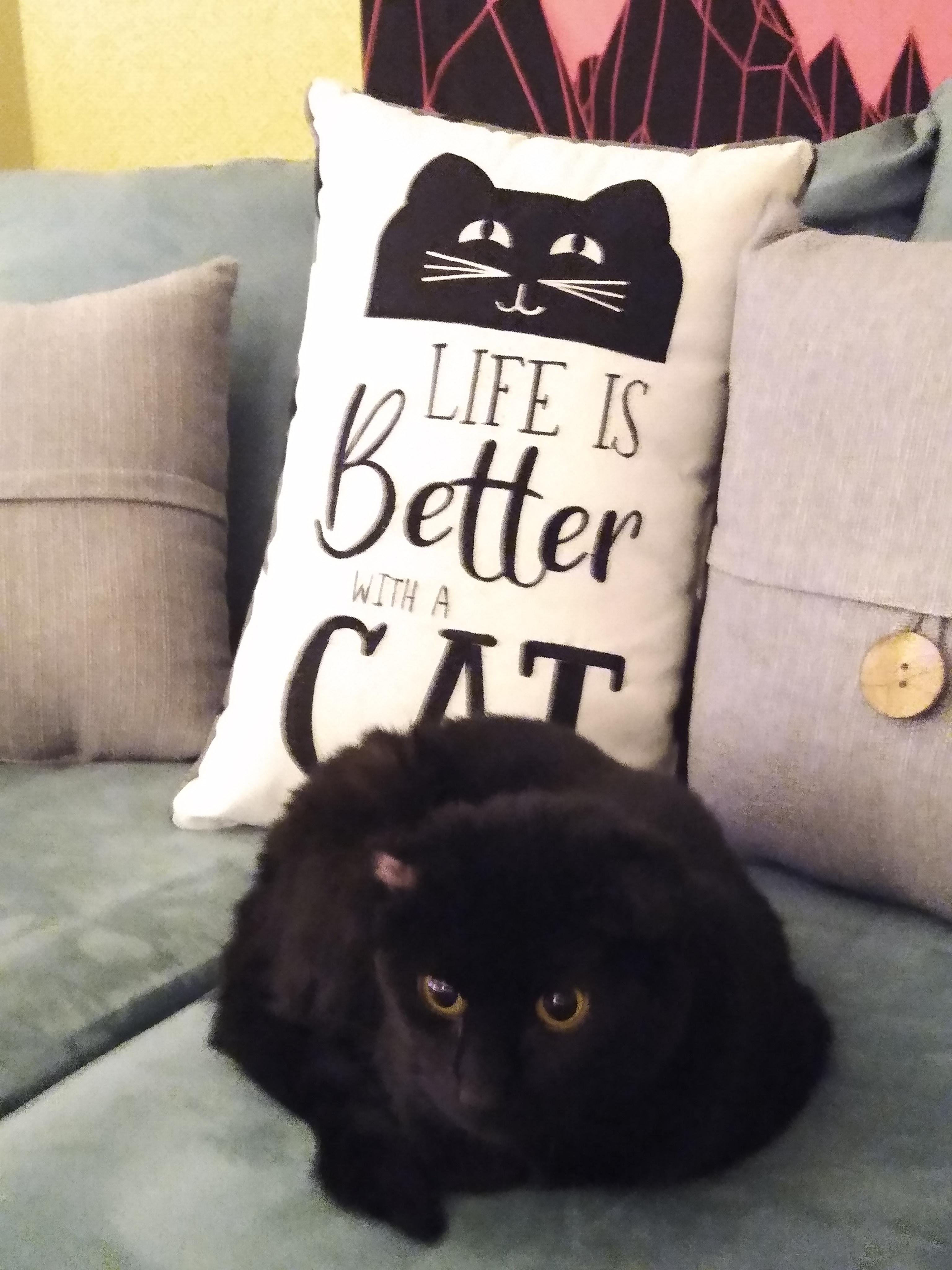 Have a break from your schedule viewing for one of my cats being cute. 🐈🐾 | Scrolller