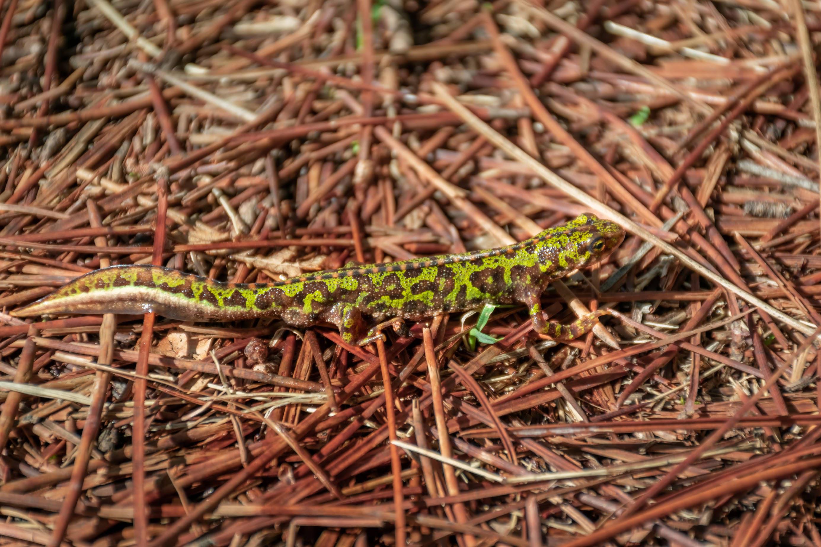 Have been finding quite a few of these newts near my house lately. | Scrolller