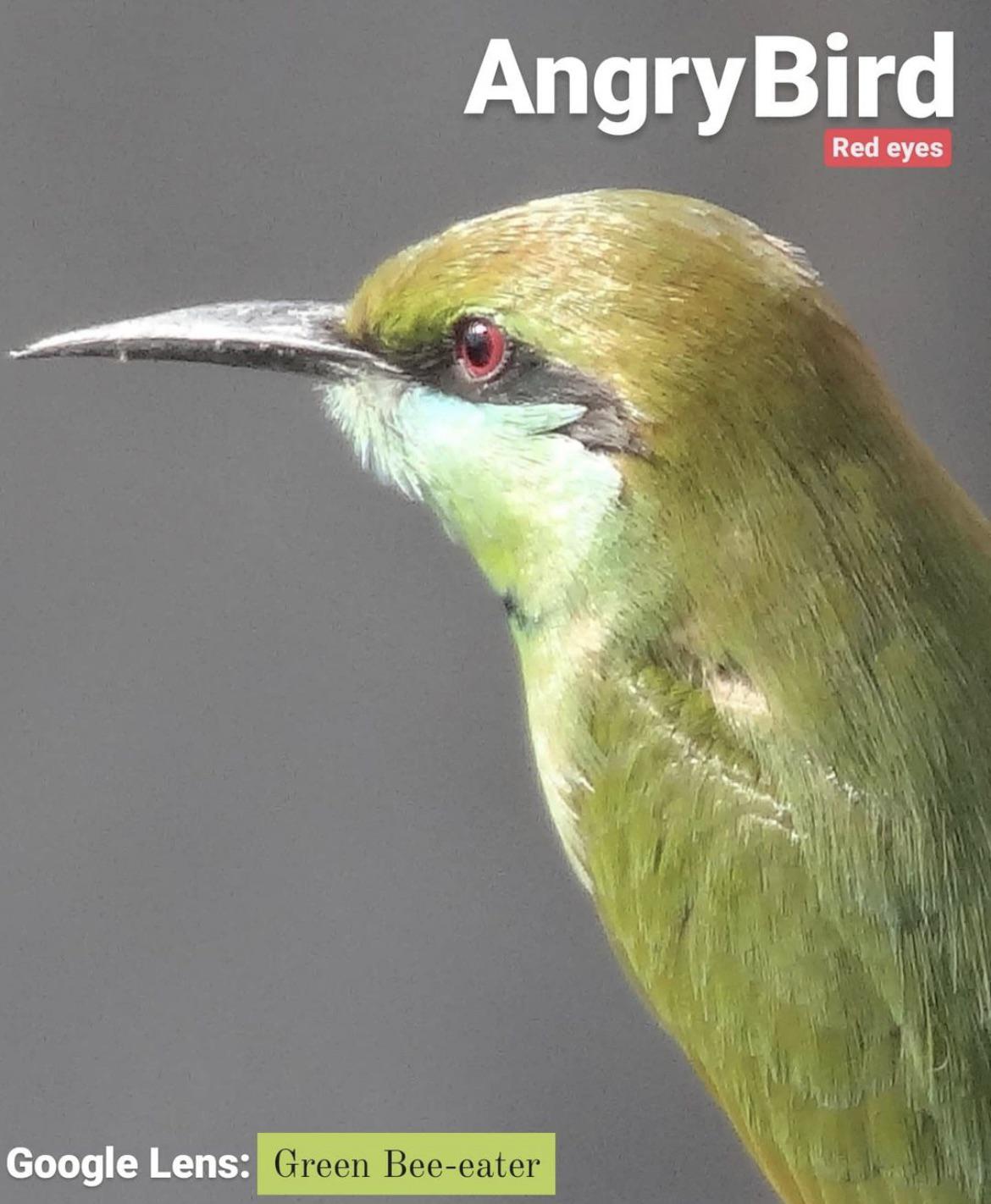 Have you seen any bird with red eyes ? Angry bird ? | Scrolller