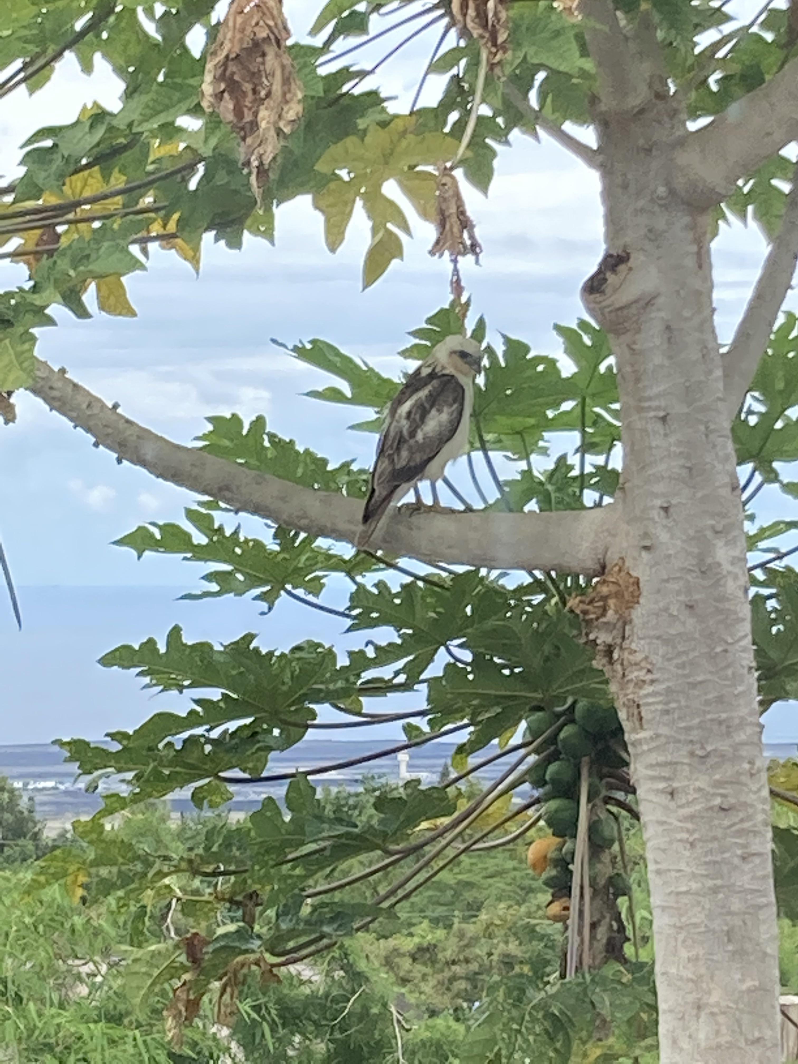 Hawaiian Hawk | Scrolller
