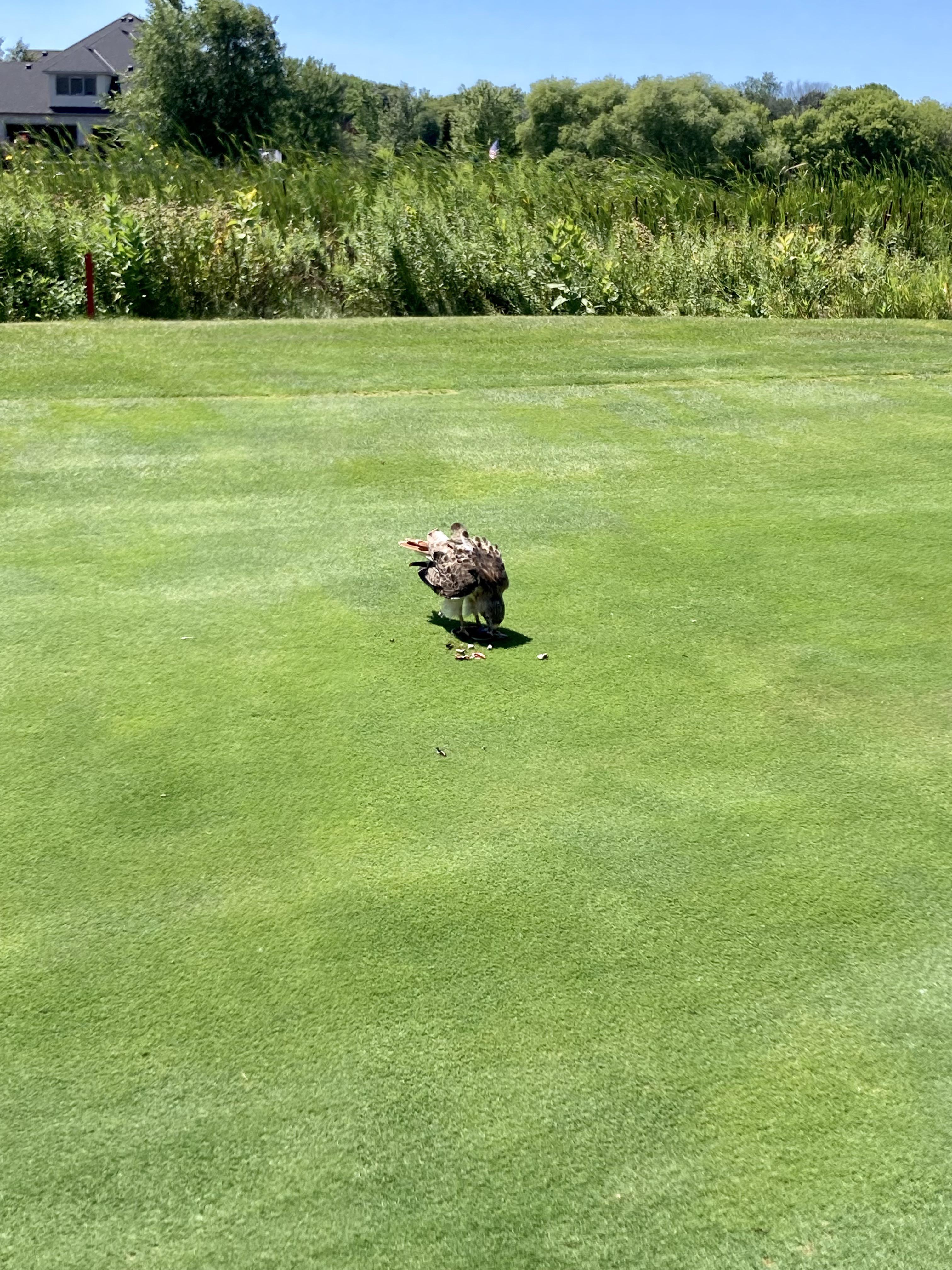 Hawk eating a snake on the 17th fairway. | Scrolller
