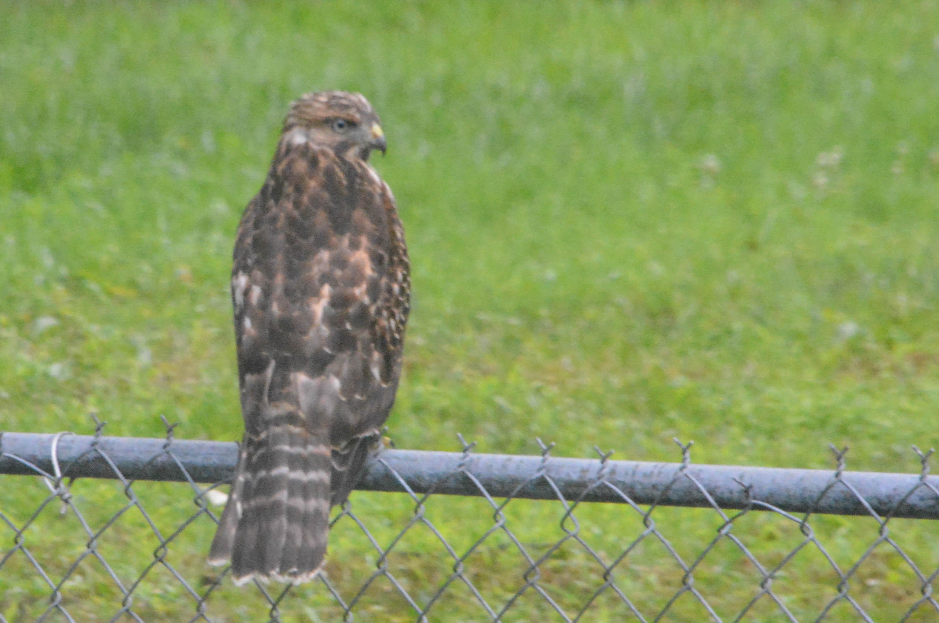 hawk on my fence | Scrolller