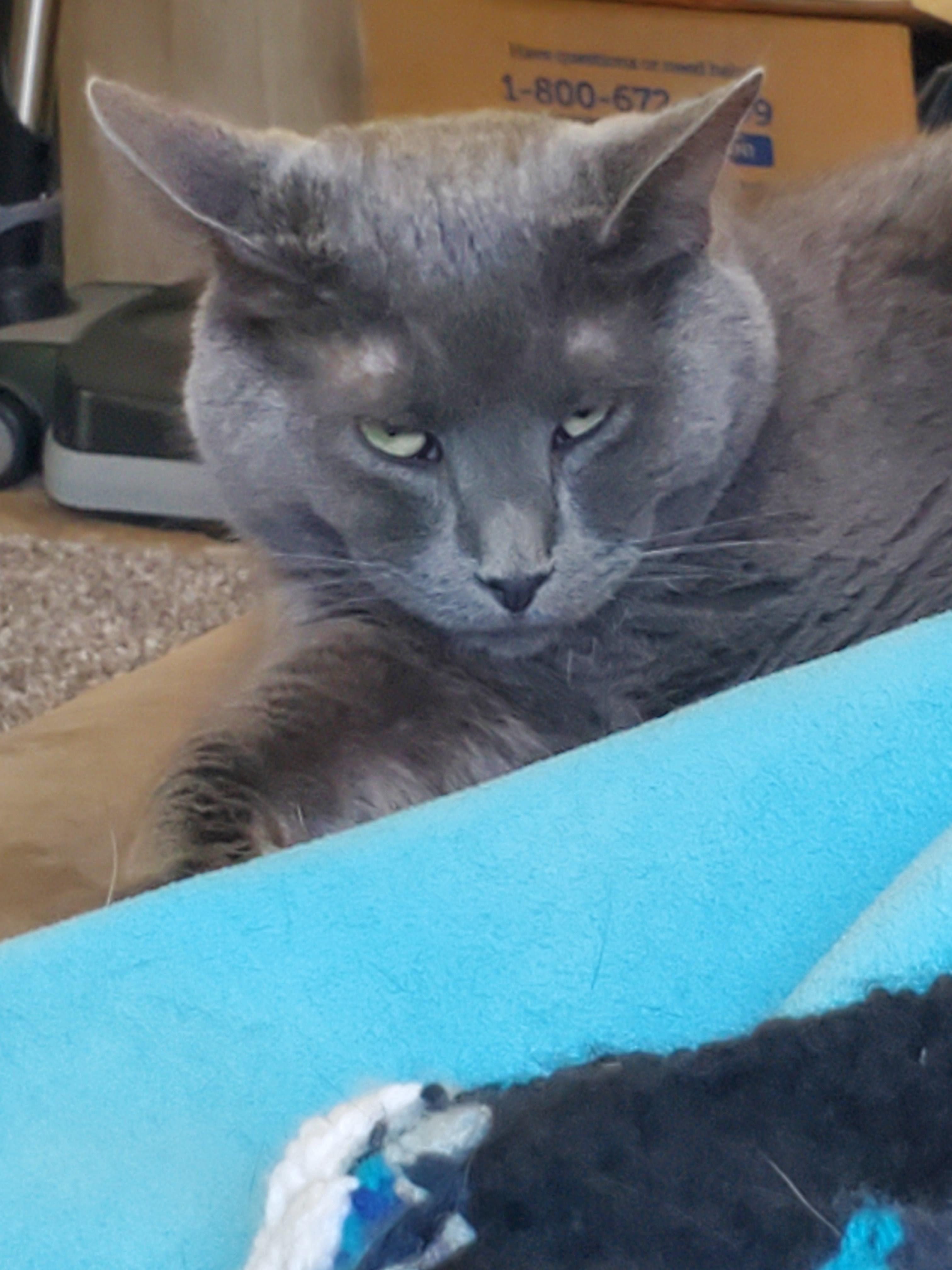 He always looks so mean! | Scrolller