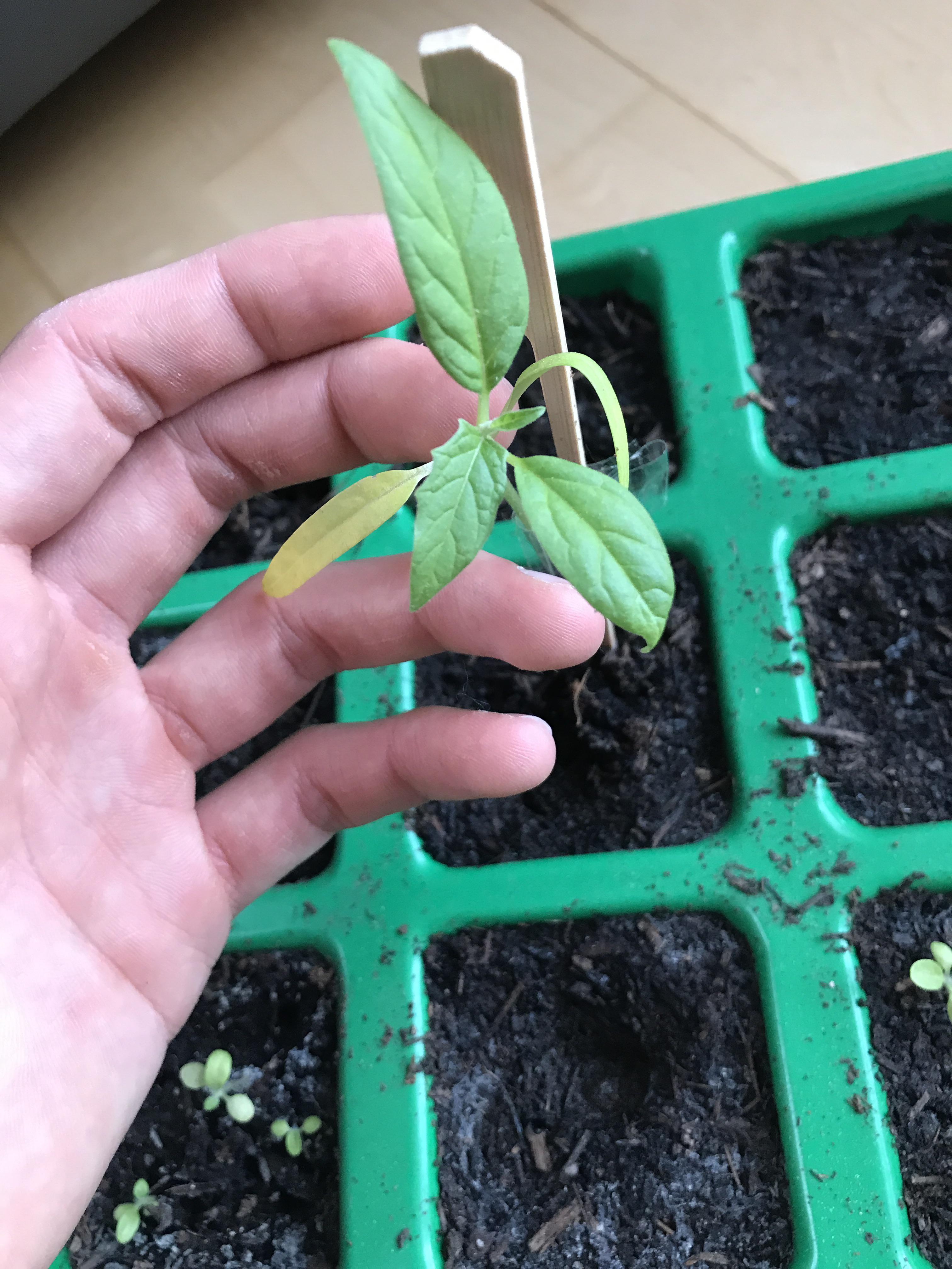 He is still growing | Scrolller