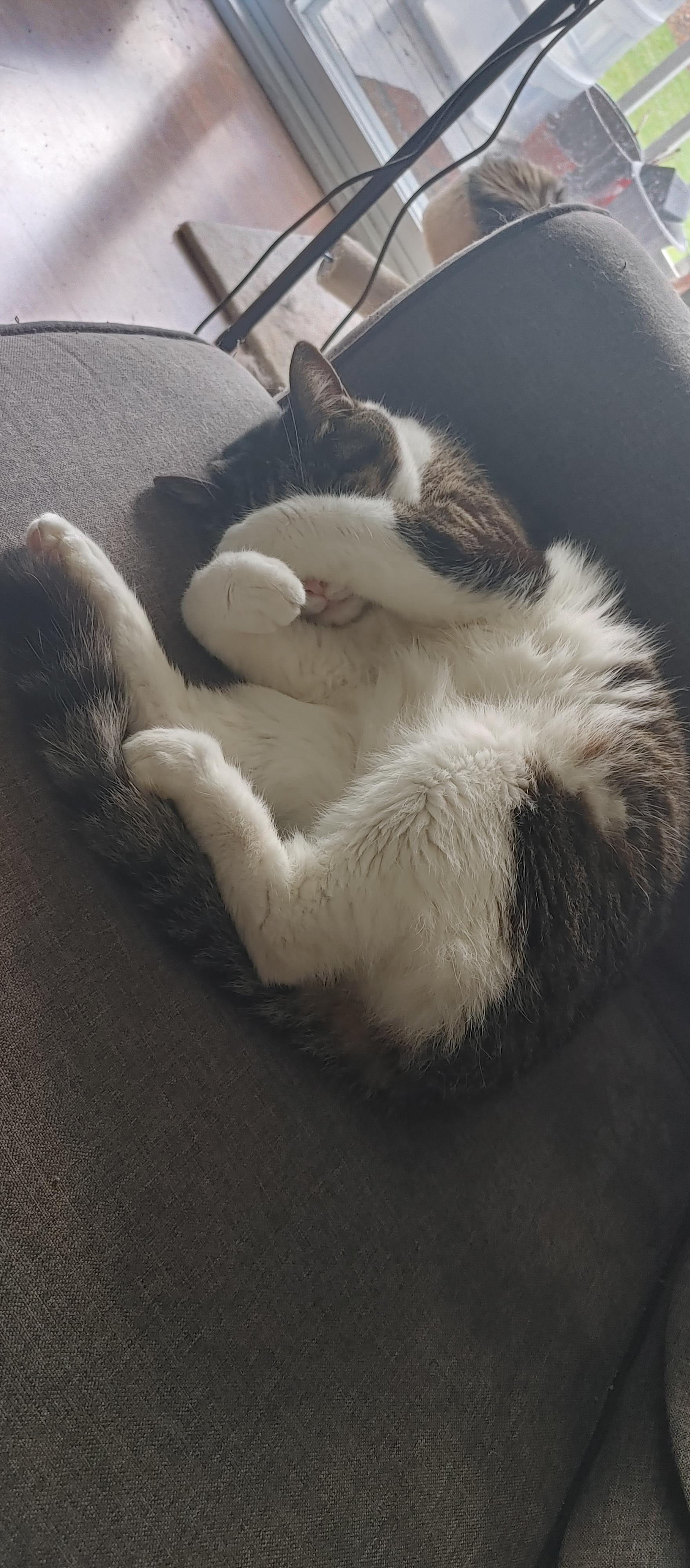 He is very shy but wanted to show off tiny blep 🥺 13 year old baby | Scrolller