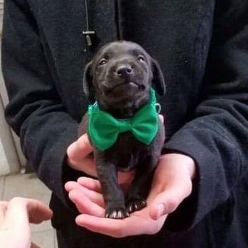 He looks so proud of his little bow. | Scrolller