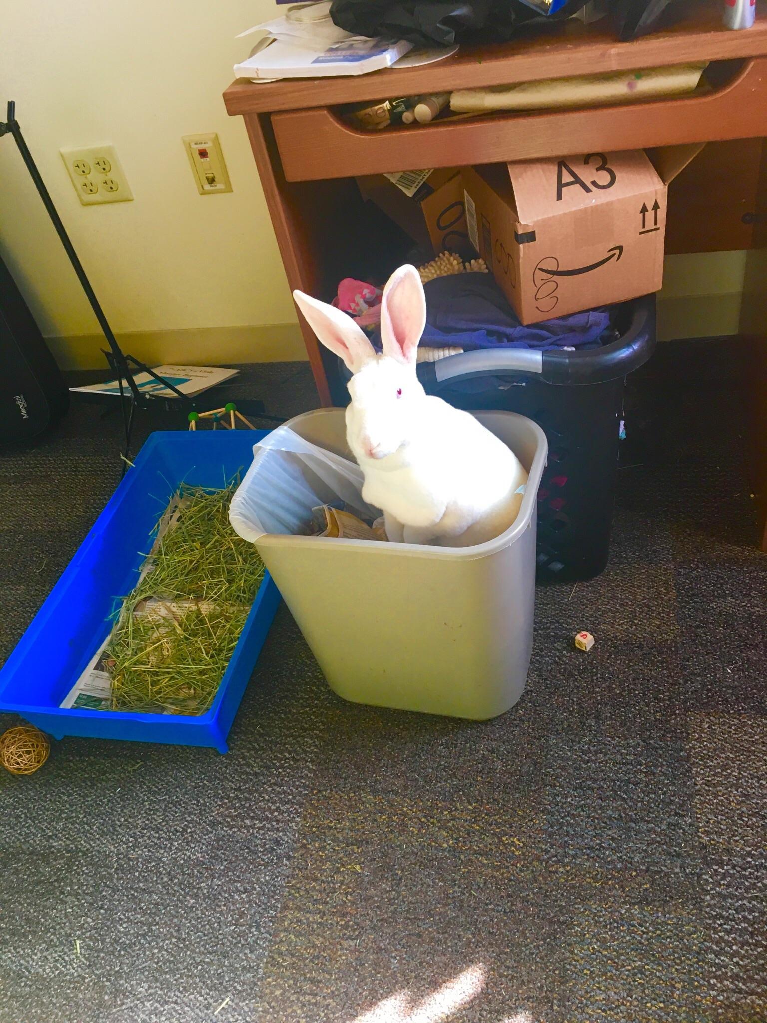 He loves to sit and hang out in the trash can. | Scrolller