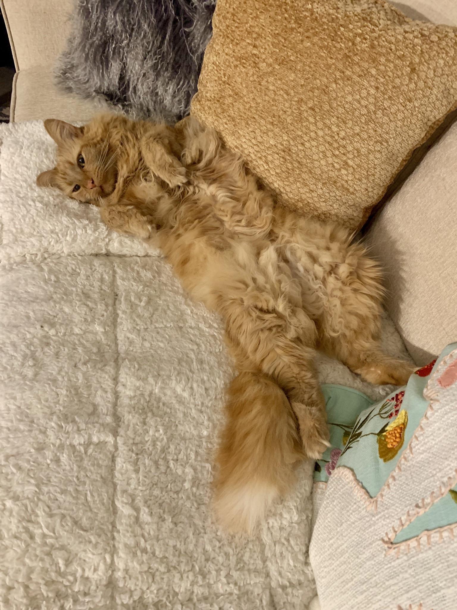 He’s so fluffy! | Scrolller