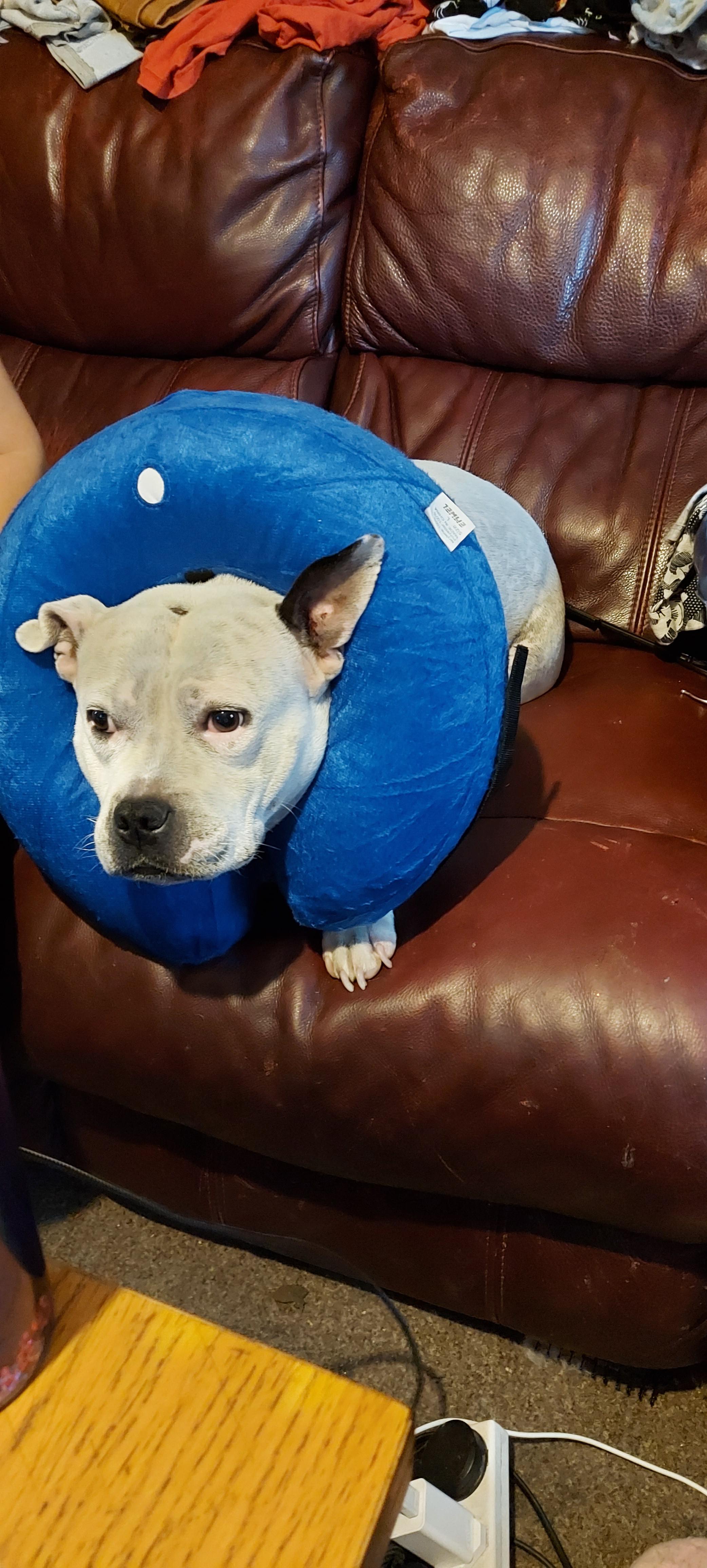 He scratches his ear. He gets the ring! Not a happy boi | Scrolller