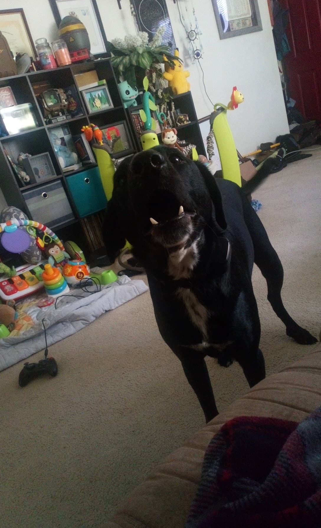 He wanted my hecking attention | Scrolller