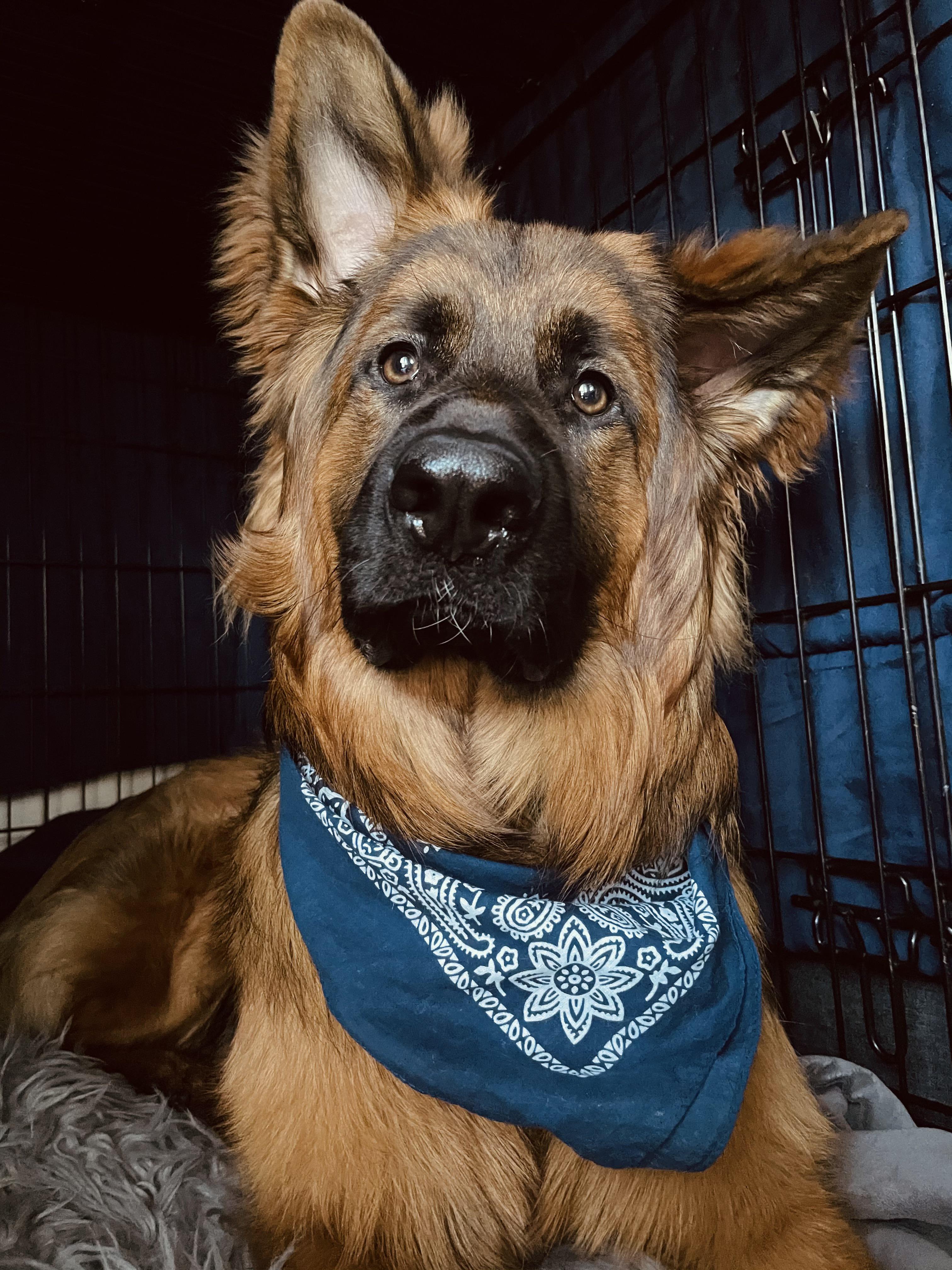 Headshot | Scrolller