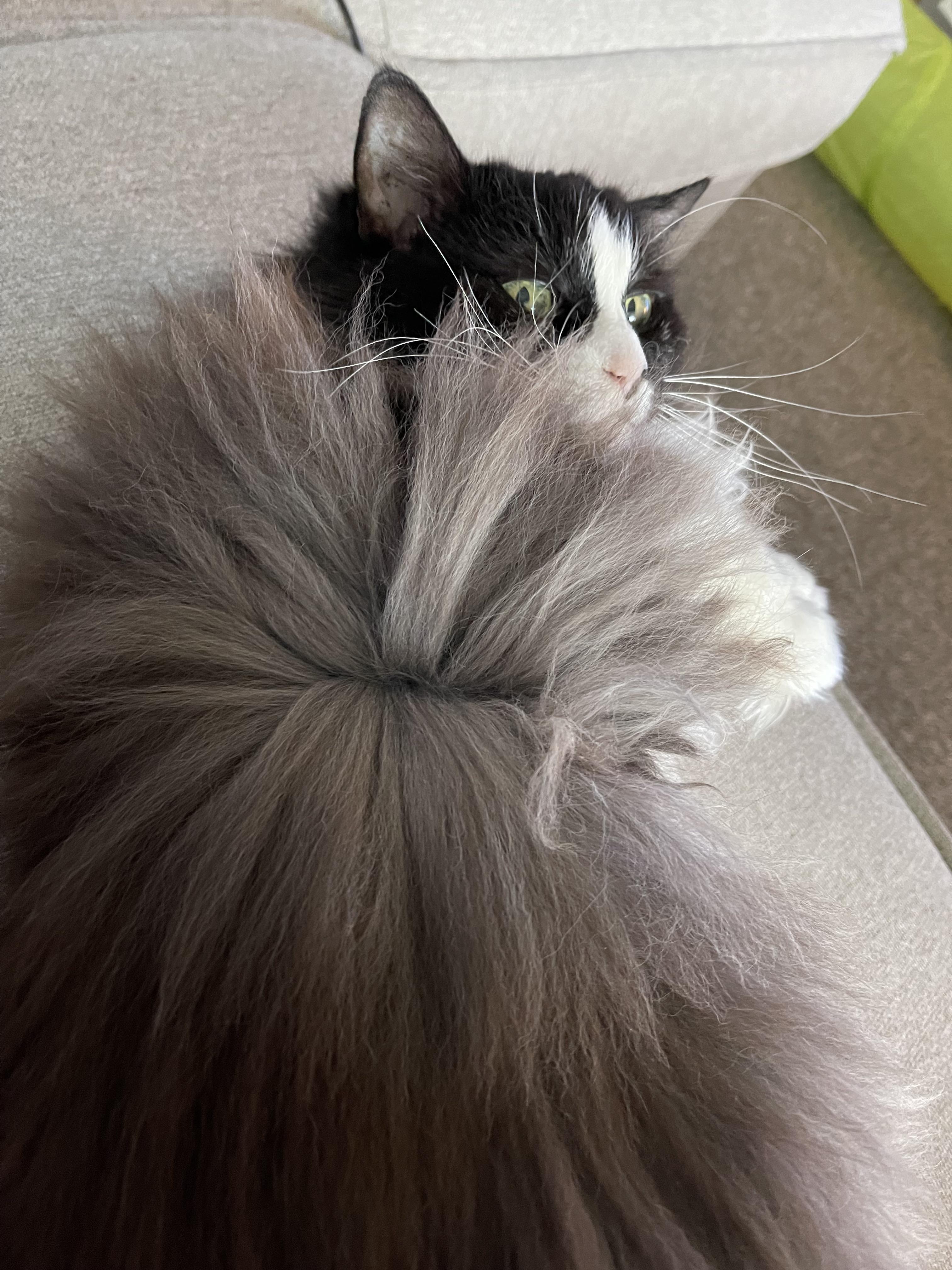 hello I'm fluffy 🤪 | Scrolller