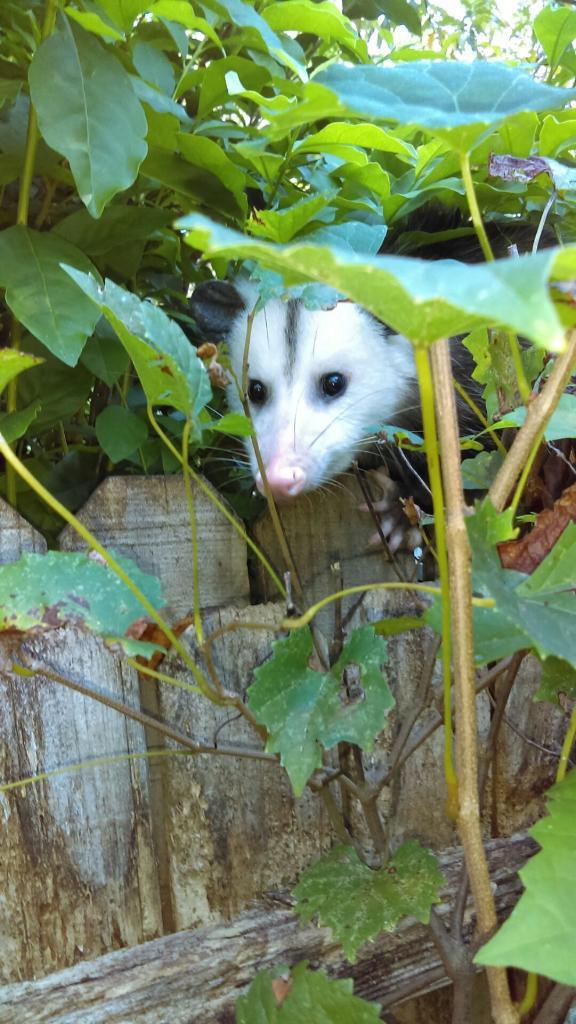 Hello Neighbor! | Scrolller