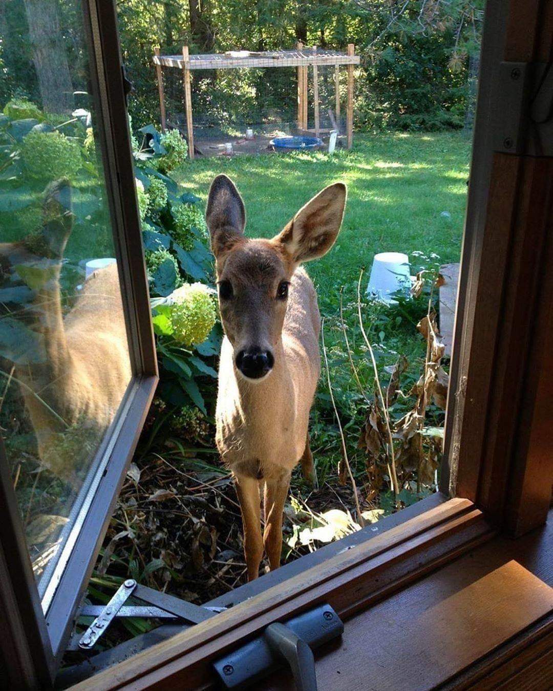 🔥 Hello Neighbour! | Scrolller