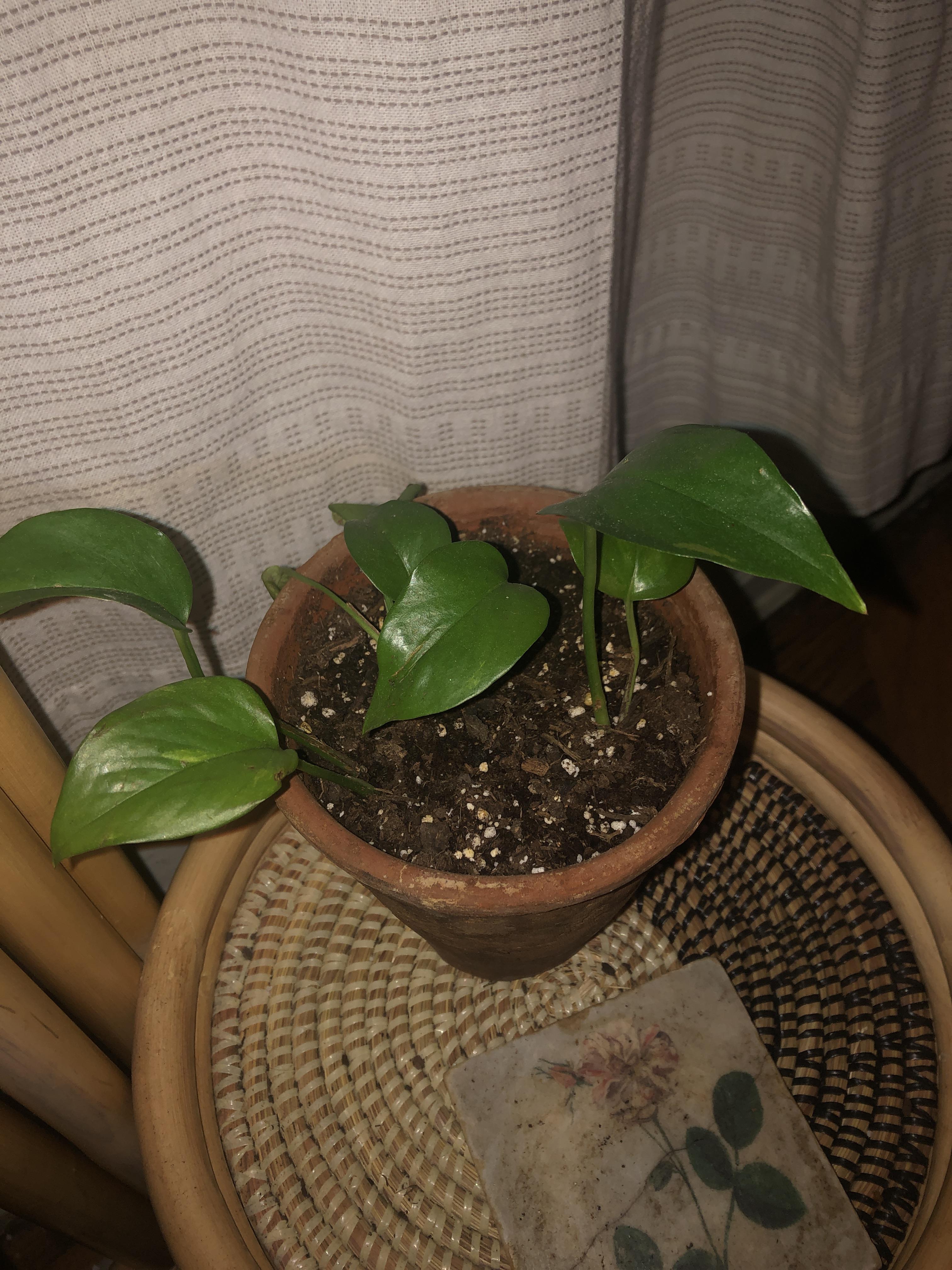 Help a plant parent newbie ID this ... pothos...? | Scrolller
