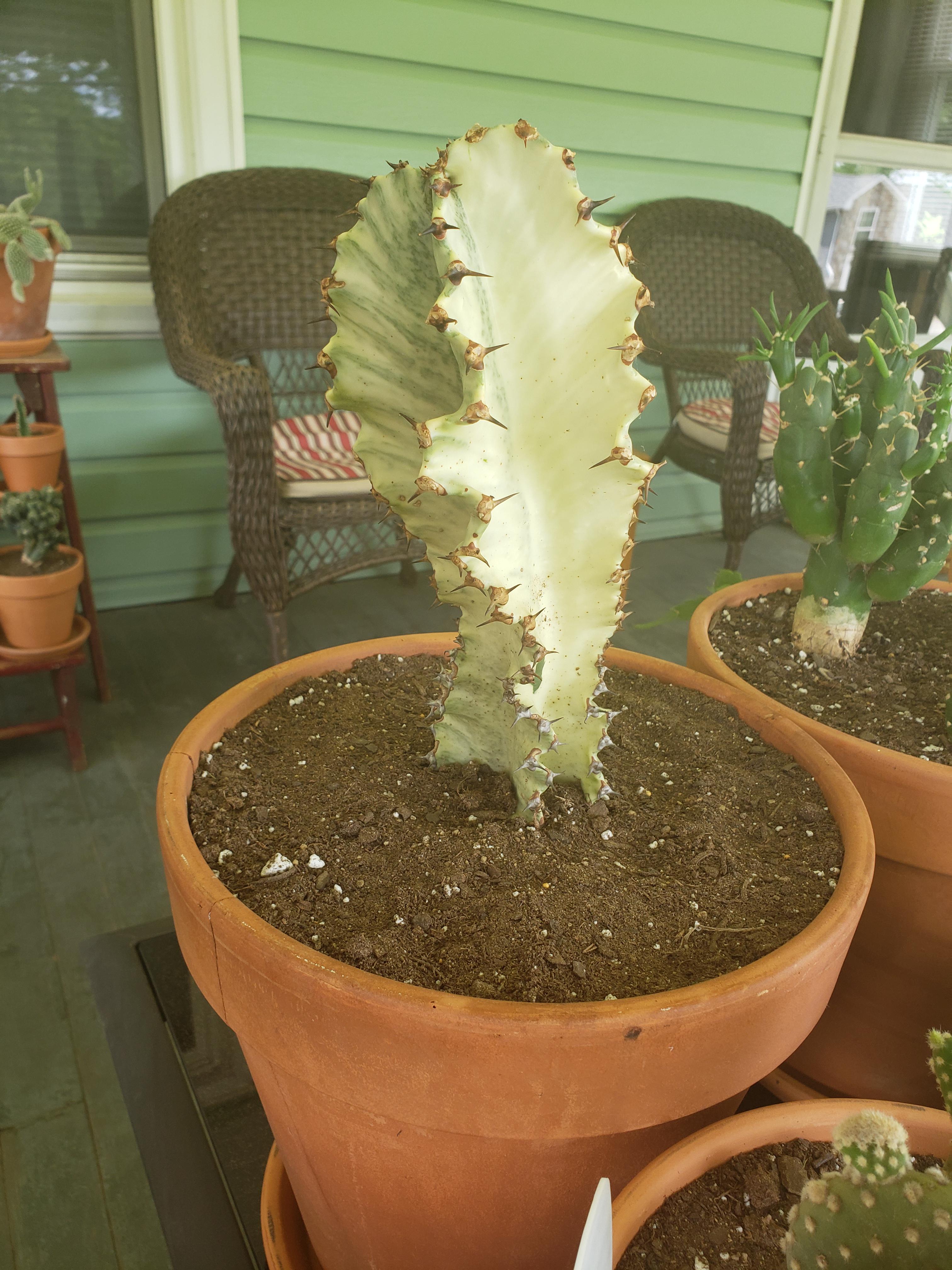 HELP! Cannot identify this cactus online so I'll give reddit a shot🤷‍♀️ | Scrolller