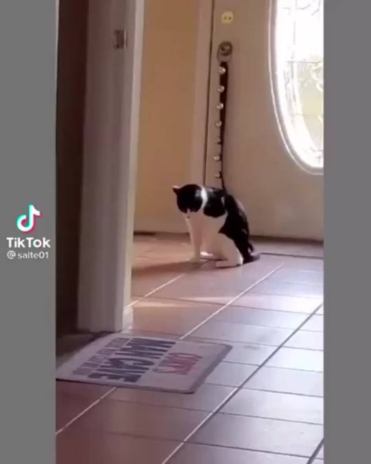 Help him, his tail is cursed | Scrolller