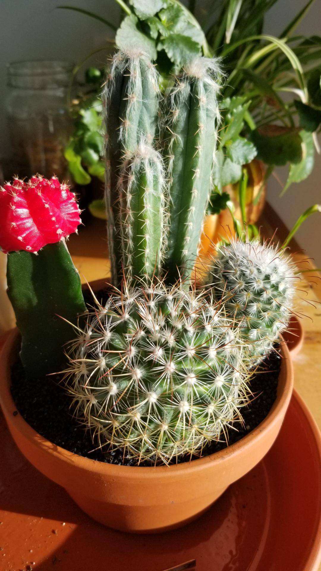 Help ID for any of these? I believe the pink topped one is a gymnocalycium mihanovichii (moon ...
