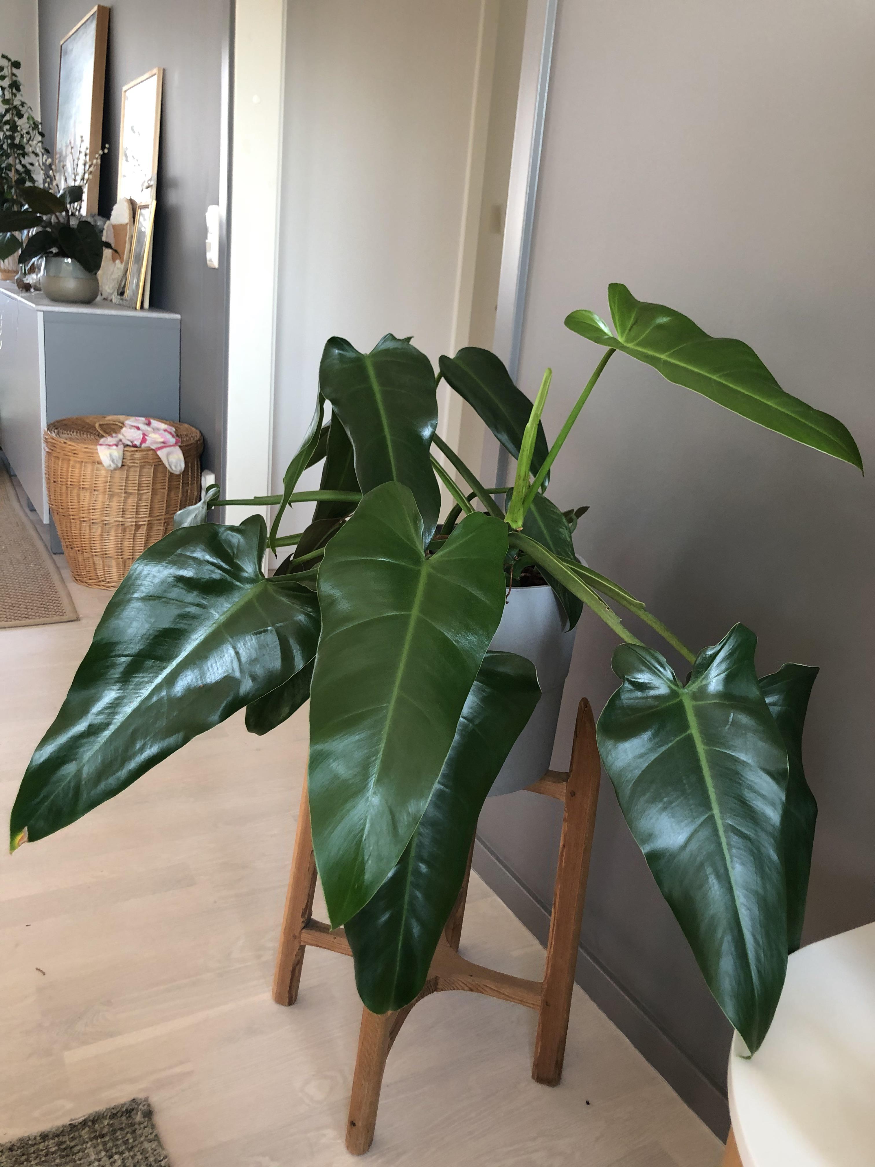 Help identifying please!:) | Scrolller