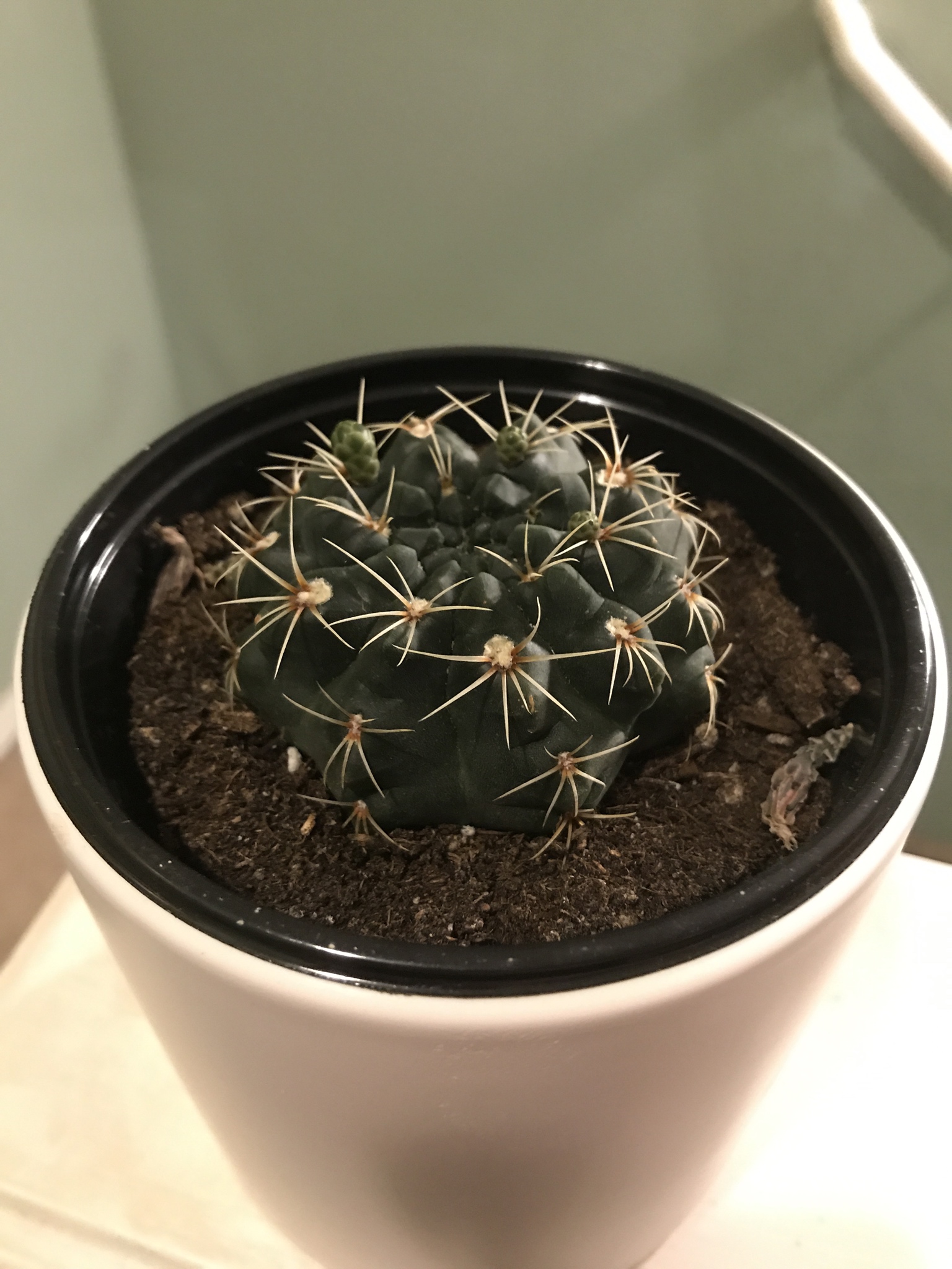 Help identifying this short fellow? | Scrolller