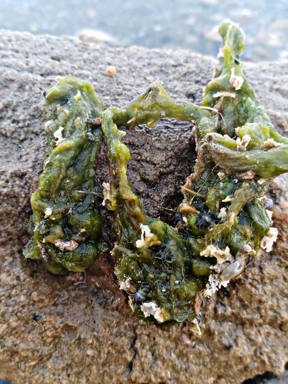 Help me identify this? | Scrolller