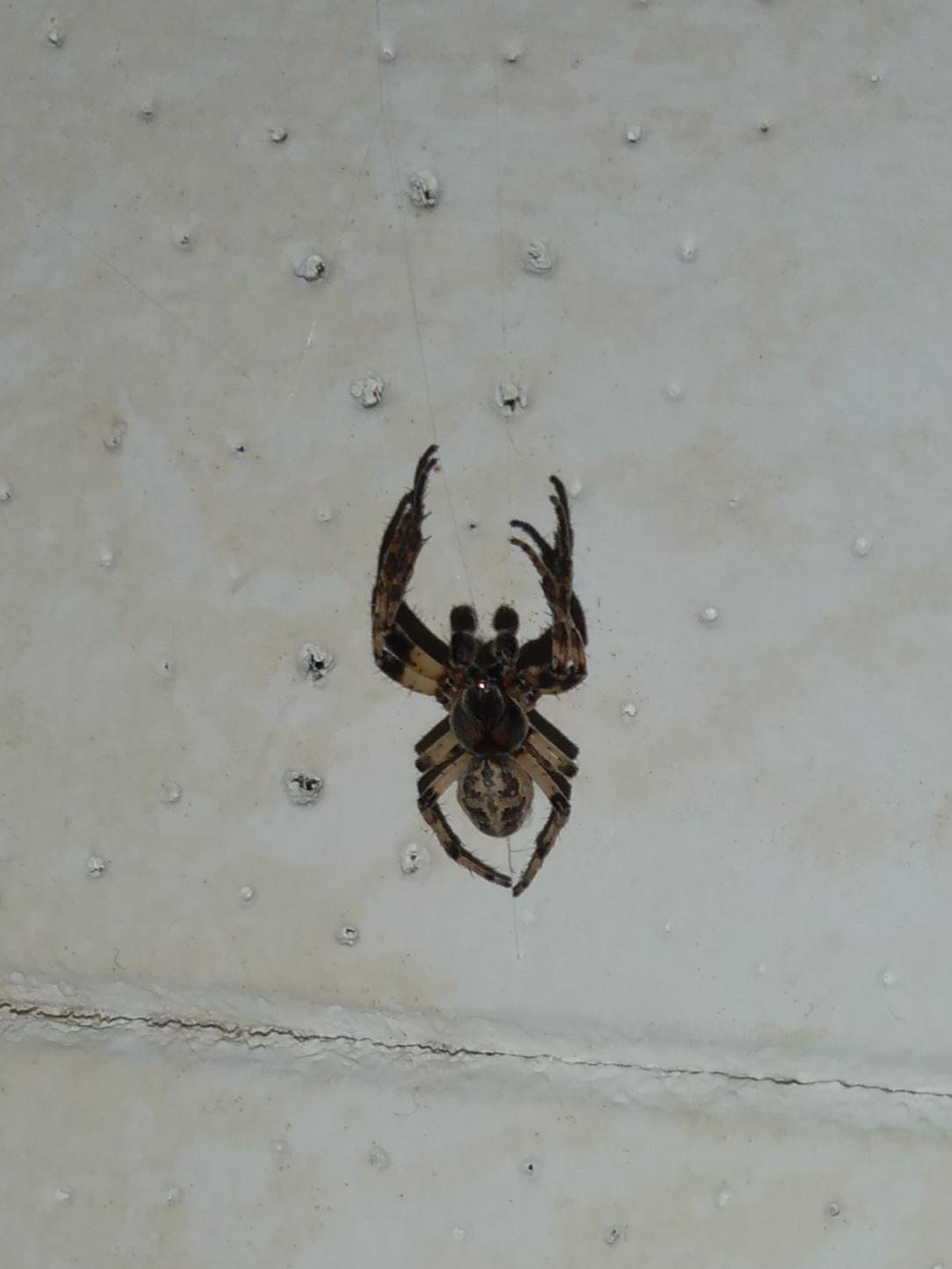 Help me identify this spooder. Thanks. | Scrolller